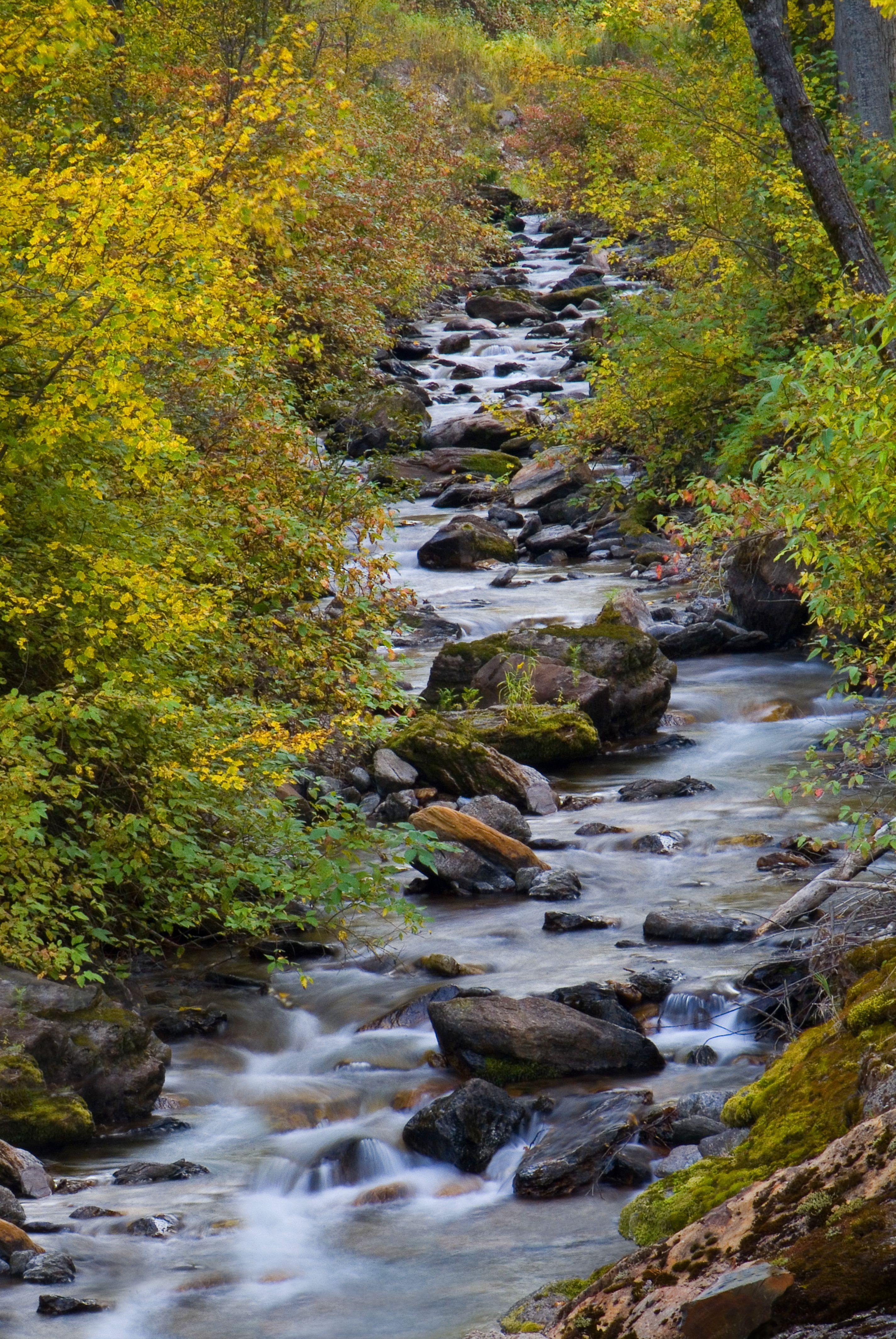 A Stream in Autumn · Free Stock Photo