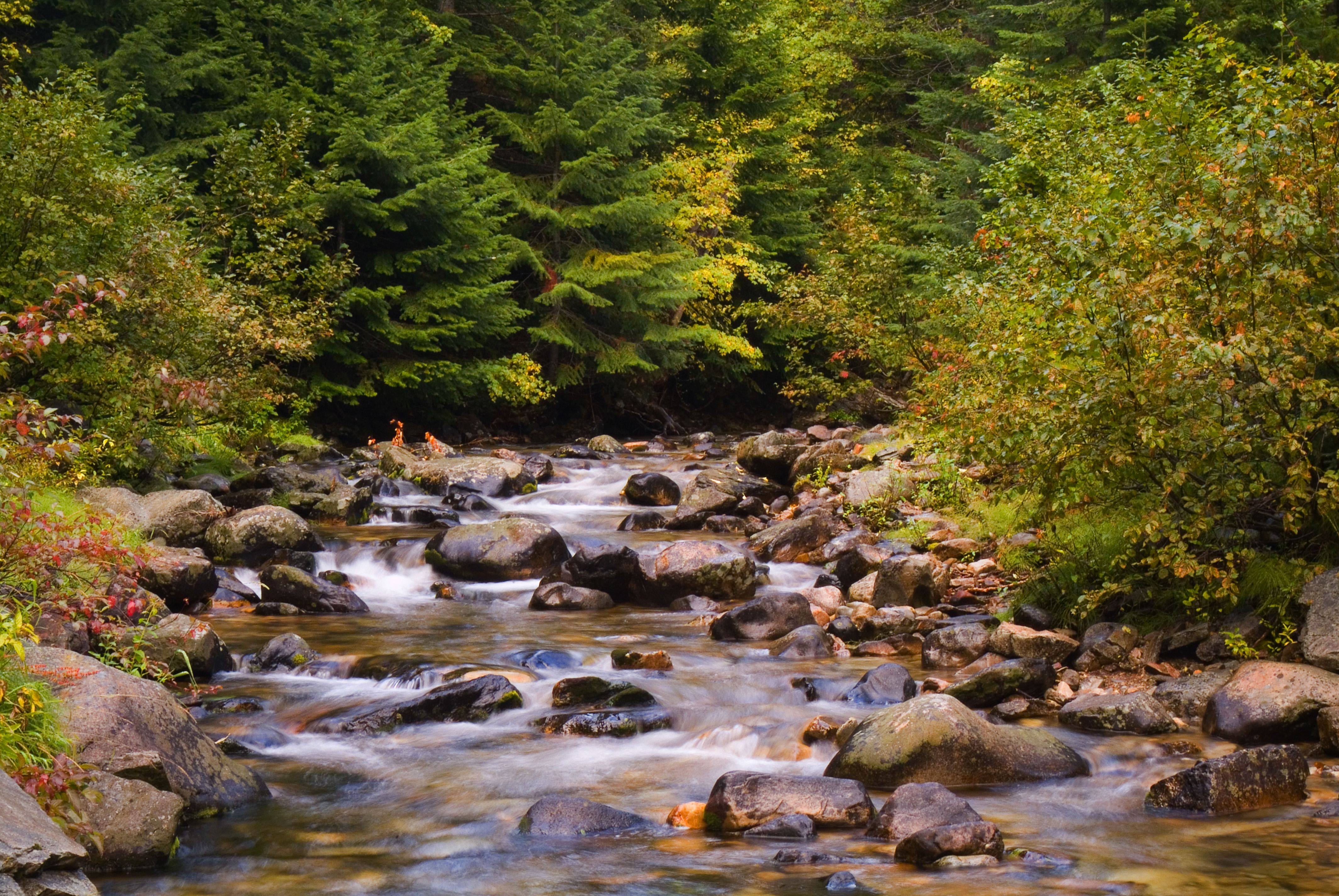 Long Exposure of a Forest Stream Flowing between Rocks · Free Stock Photo