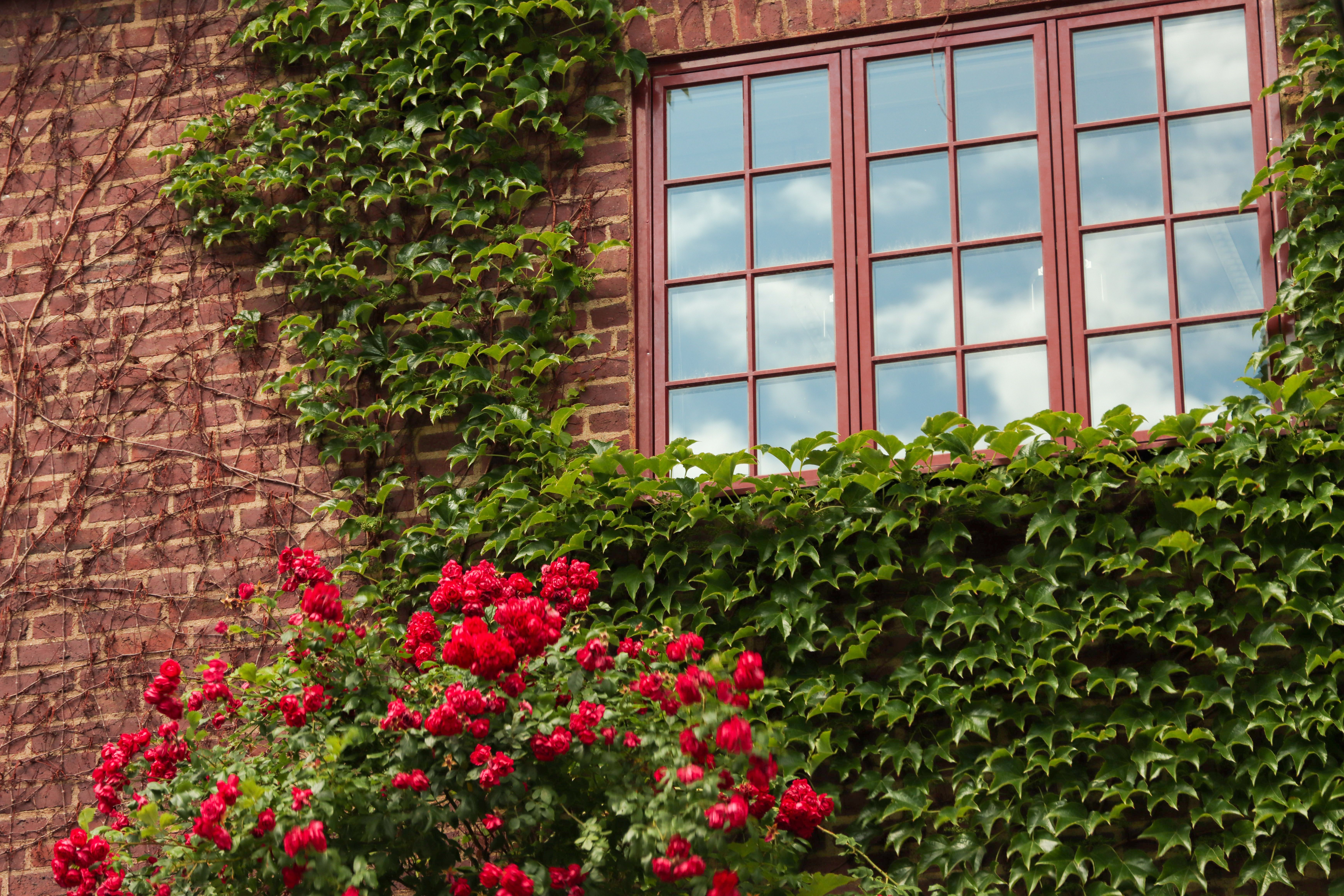 Flowering Bush in Front of an Overgrown Wall · Free Stock Photo