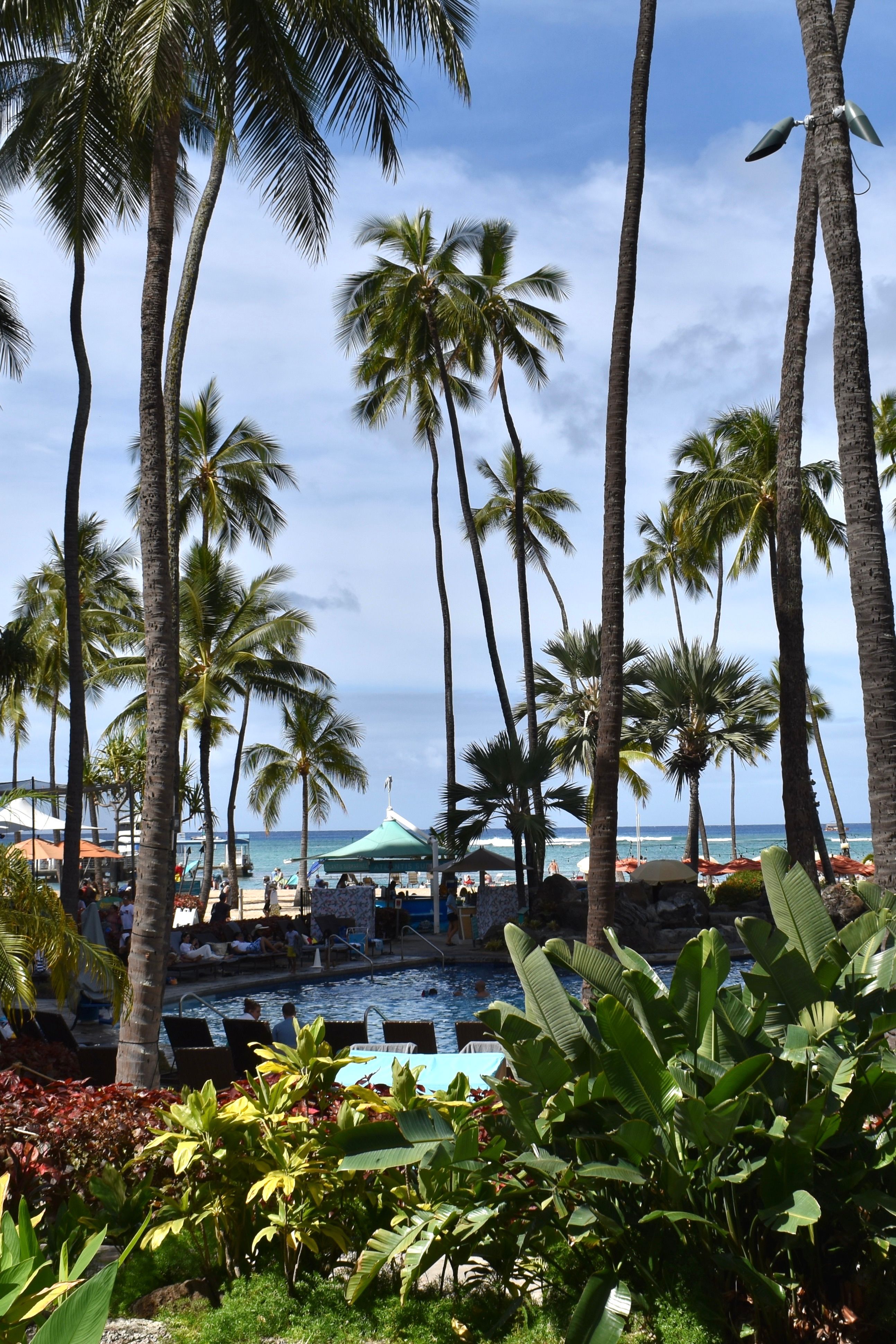 Coconut Tree Lot · Free Stock Photo