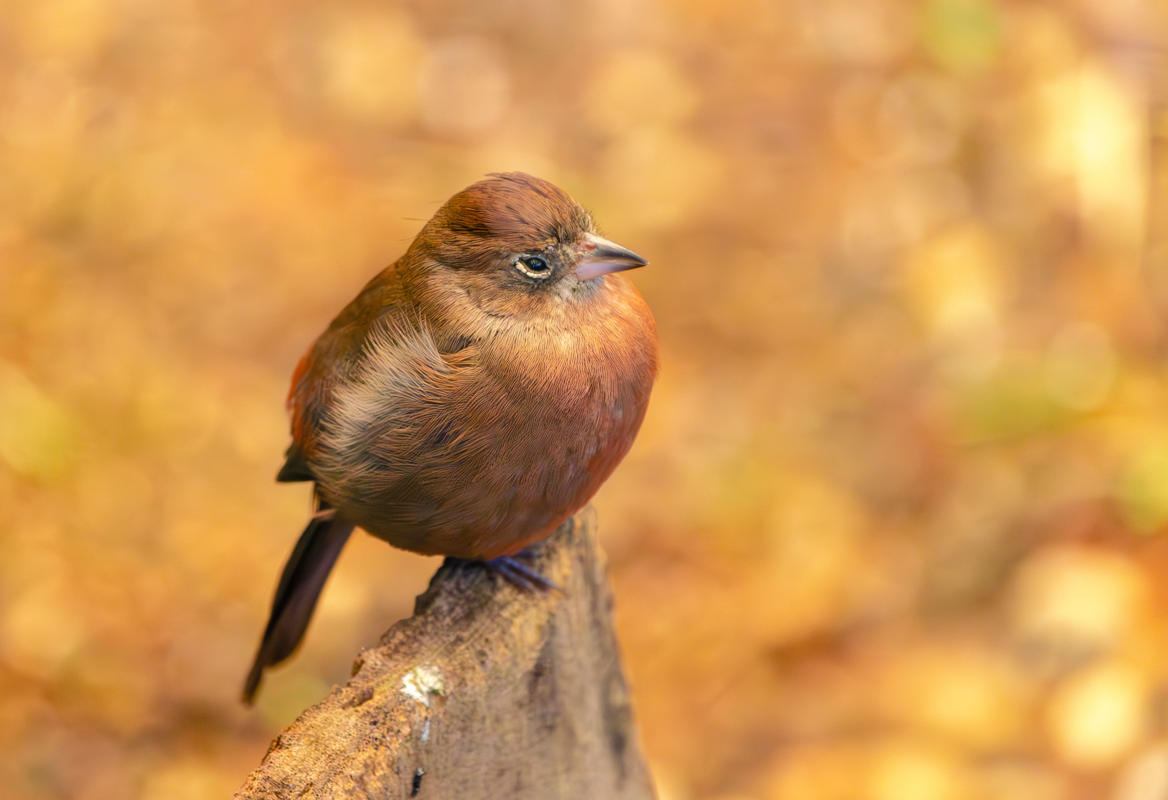 Little Brown Bird in Forest in Autumn · Free Stock Photo