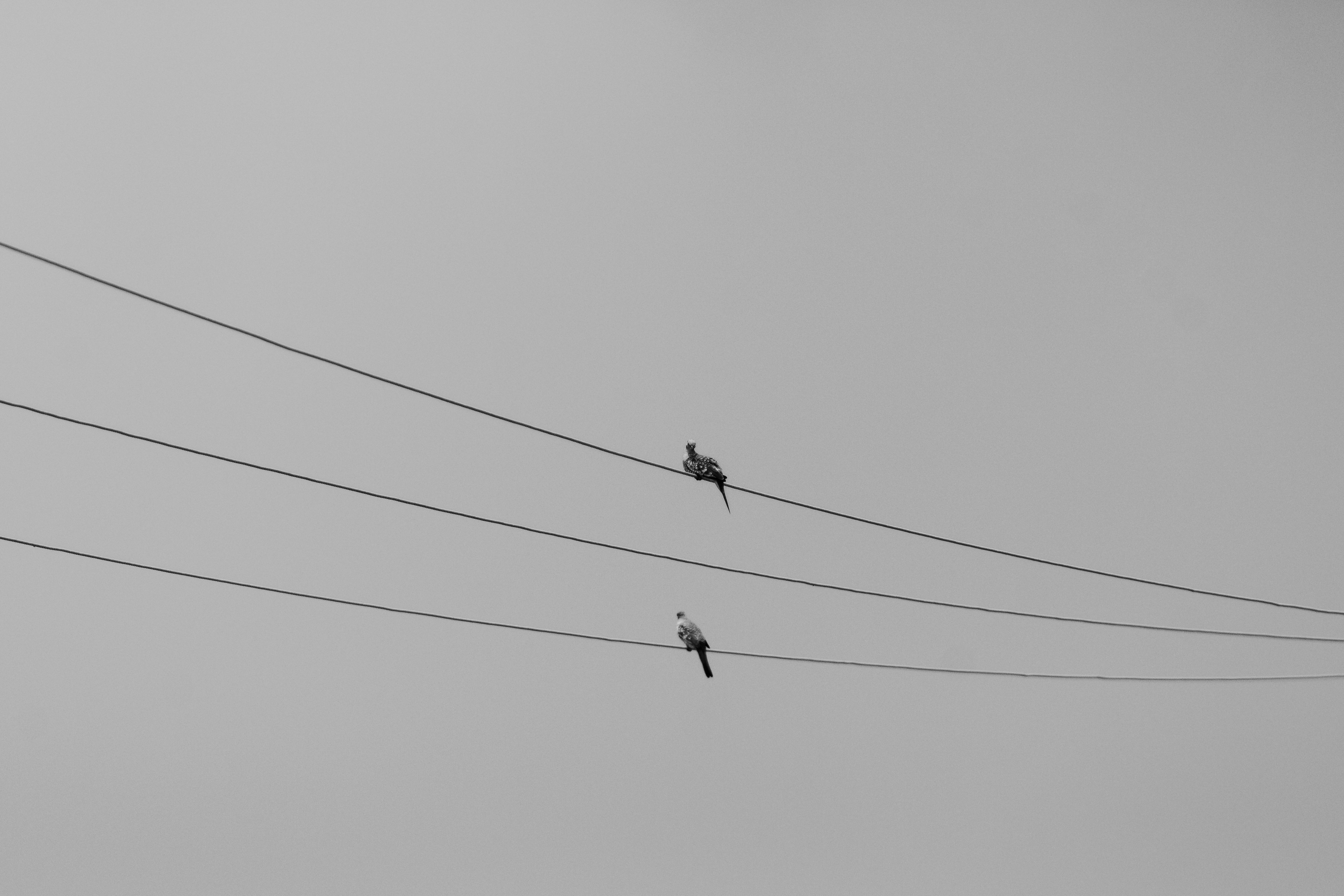 View of Birds Sitting on Power Lines · Free Stock Photo