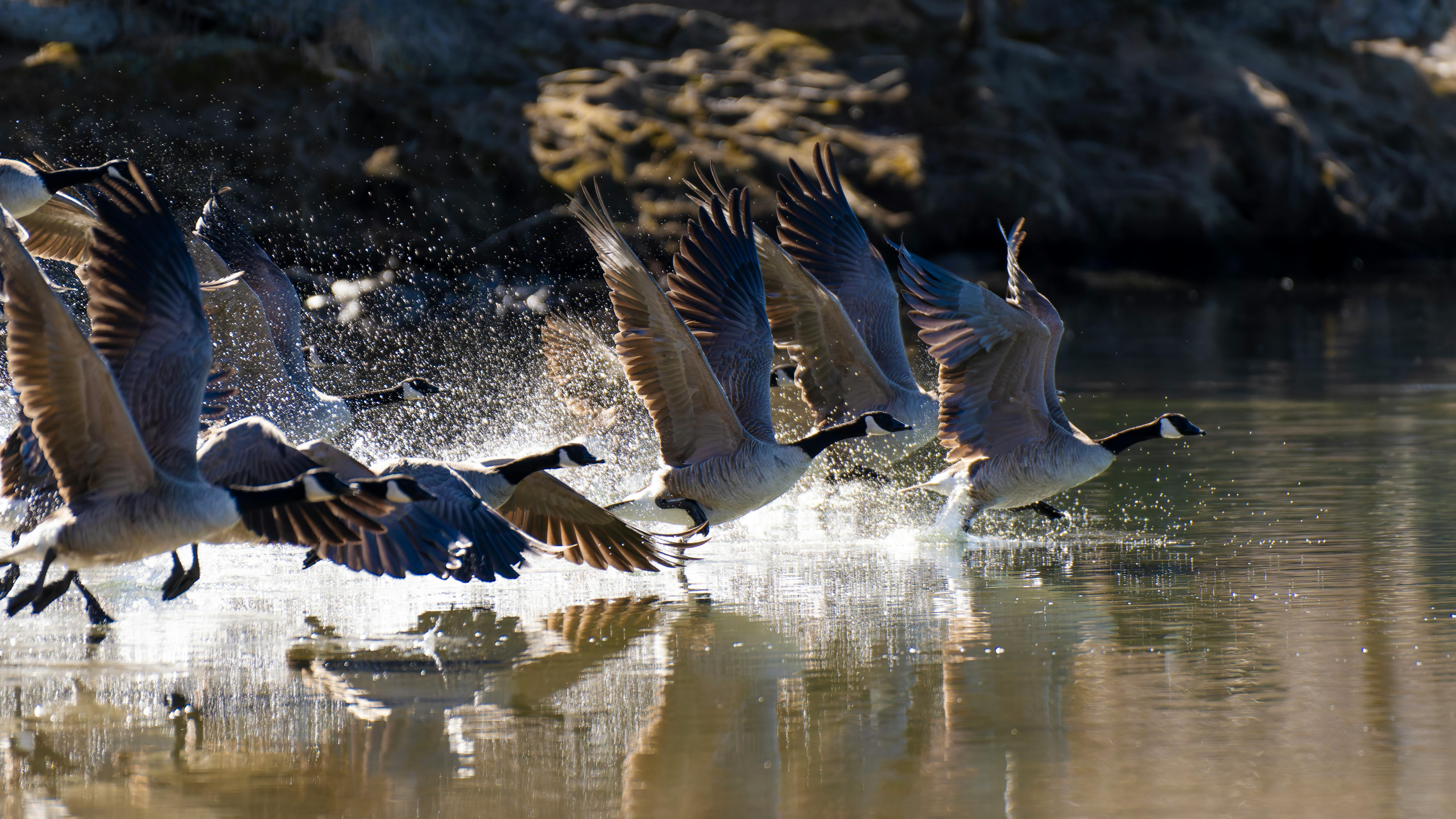 Flock of Geese at Lake · Free Stock Photo