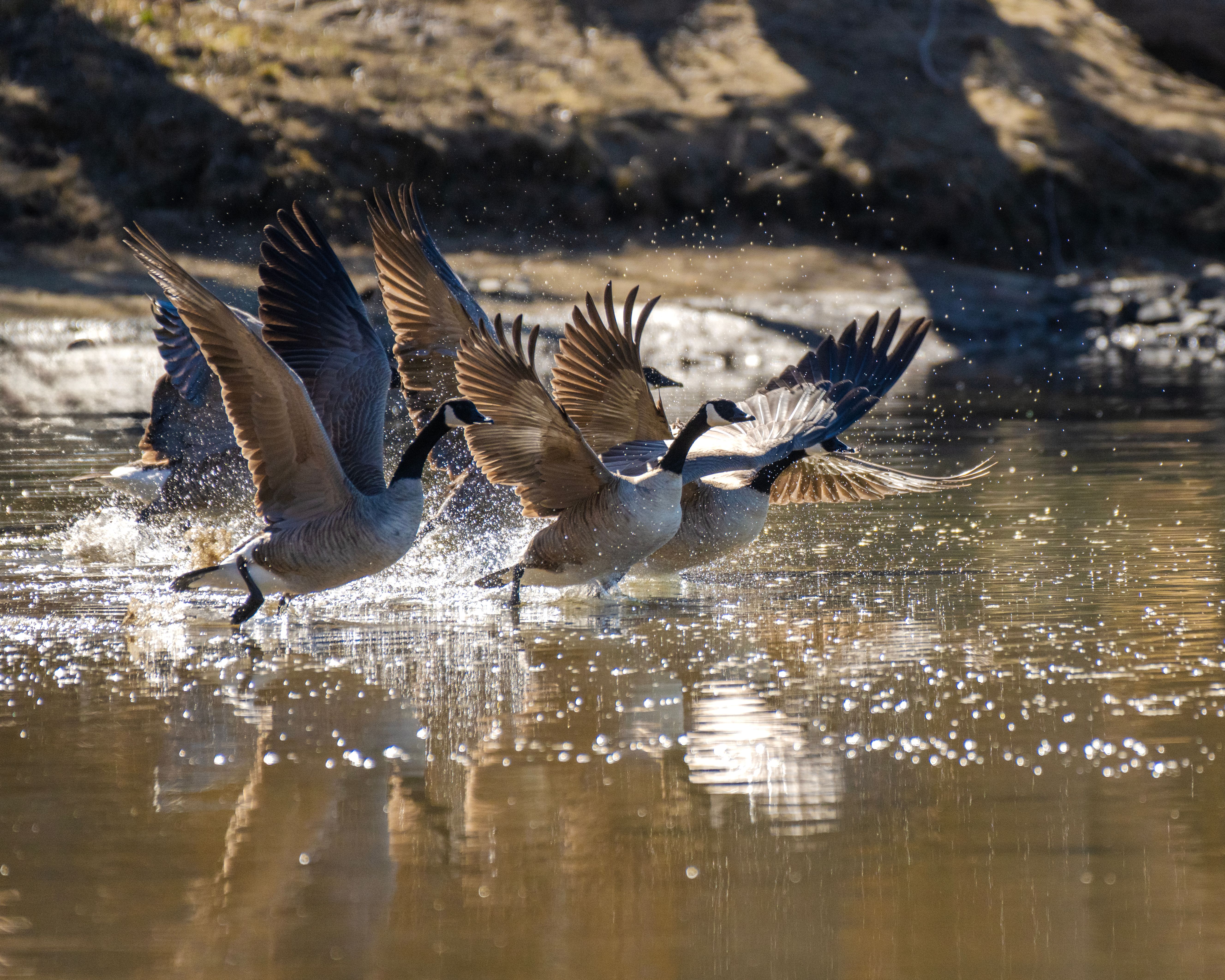 View of Canada Geese Flying over the Water · Free Stock Photo