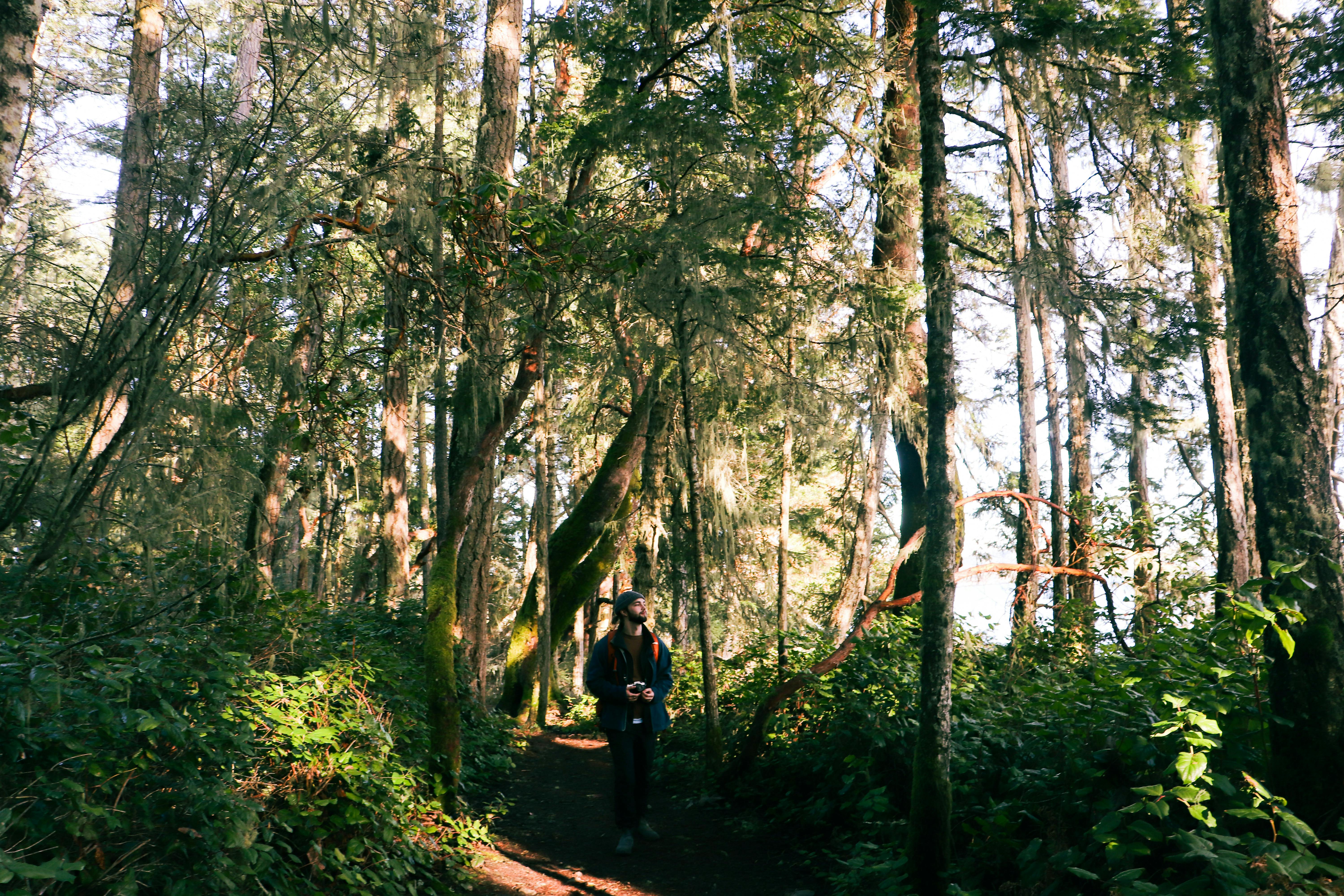 Man on a Path Among Trees · Free Stock Photo