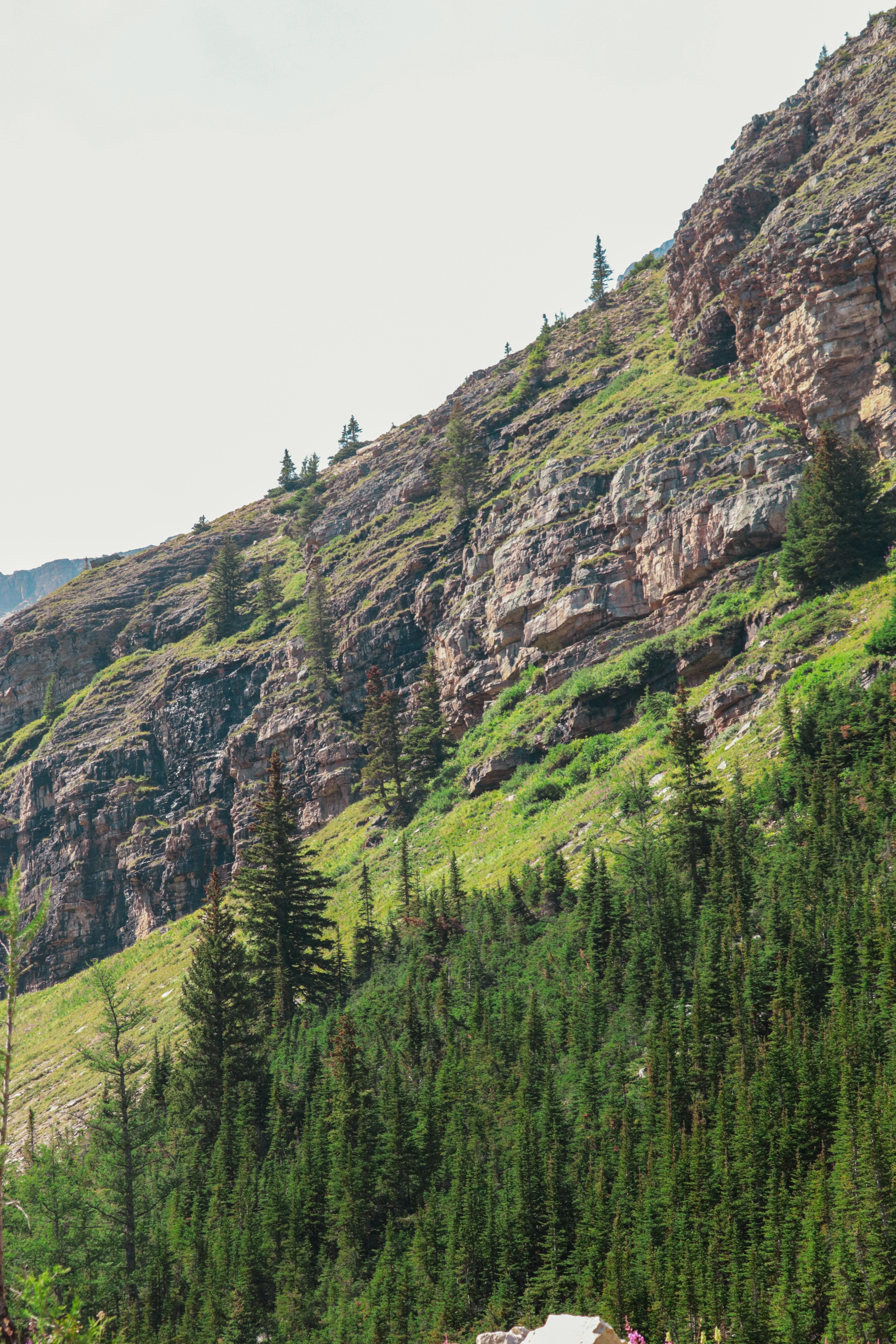 Coniferous Trees in a Mountain Valley · Free Stock Photo