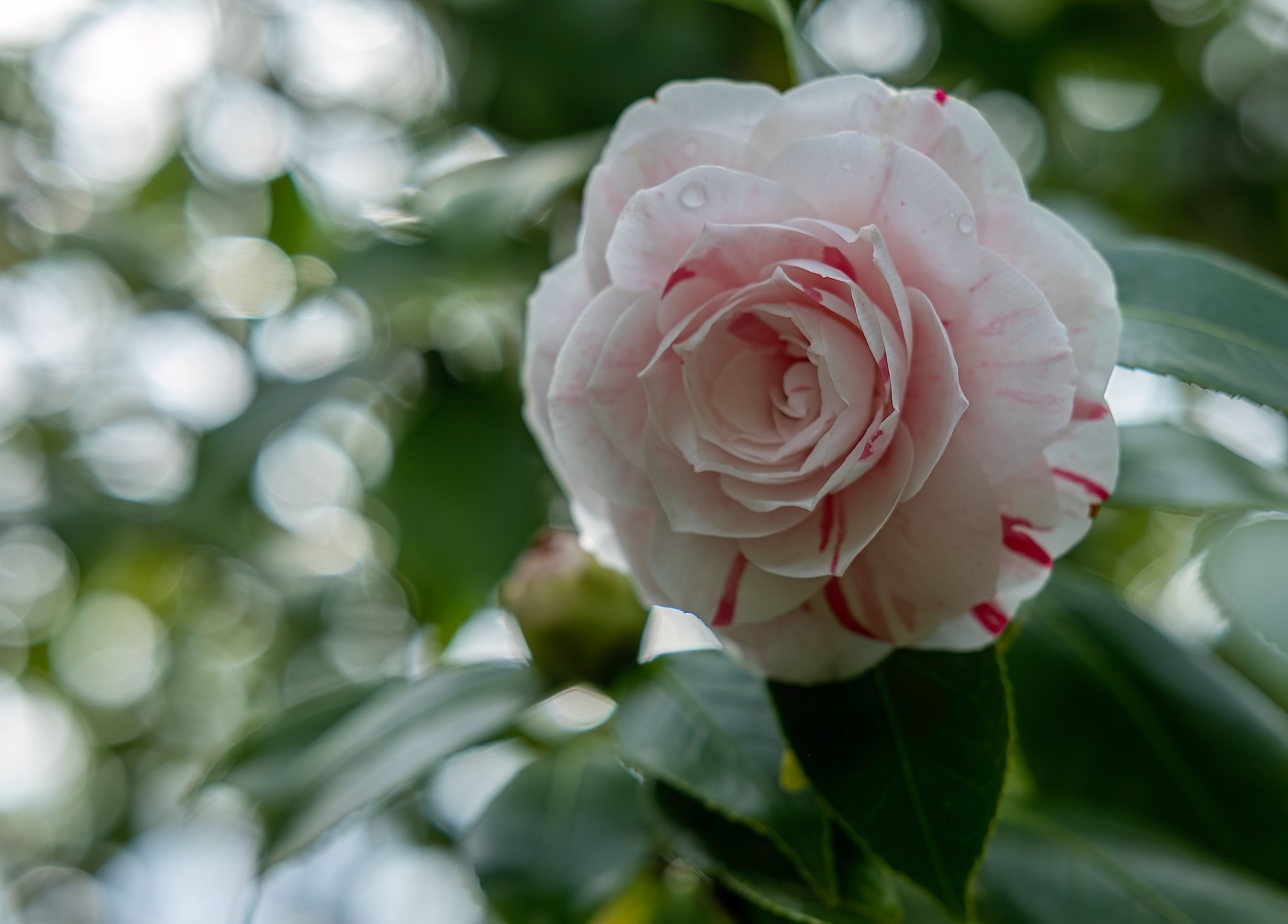 David McElwee - Photographie
