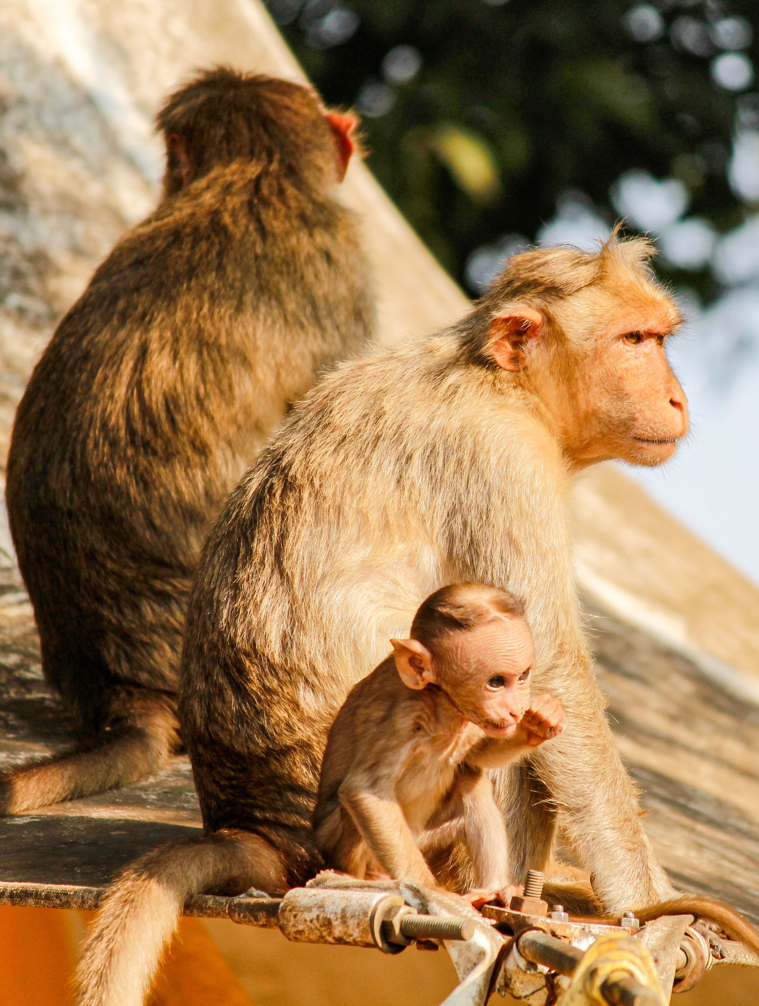 A monkey and its baby are sitting on a roof · Free Stock Photo
