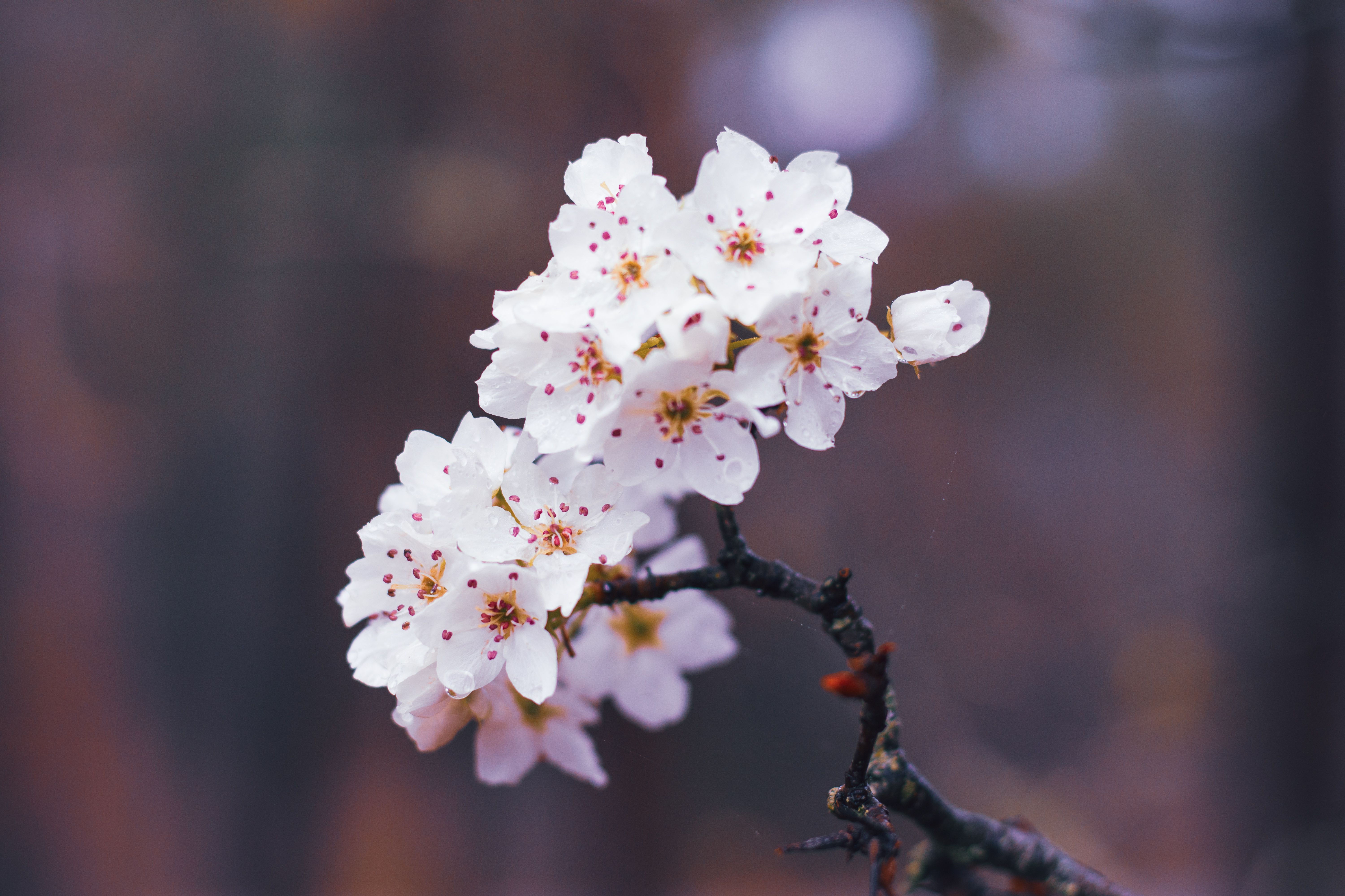Close-up on Cherry Blossom · Free Stock Photo