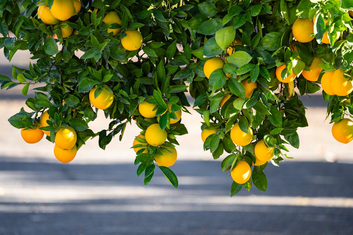 Lemon Tree Photos, Download The BEST Free Lemon Tree Stock Photos & HD ...