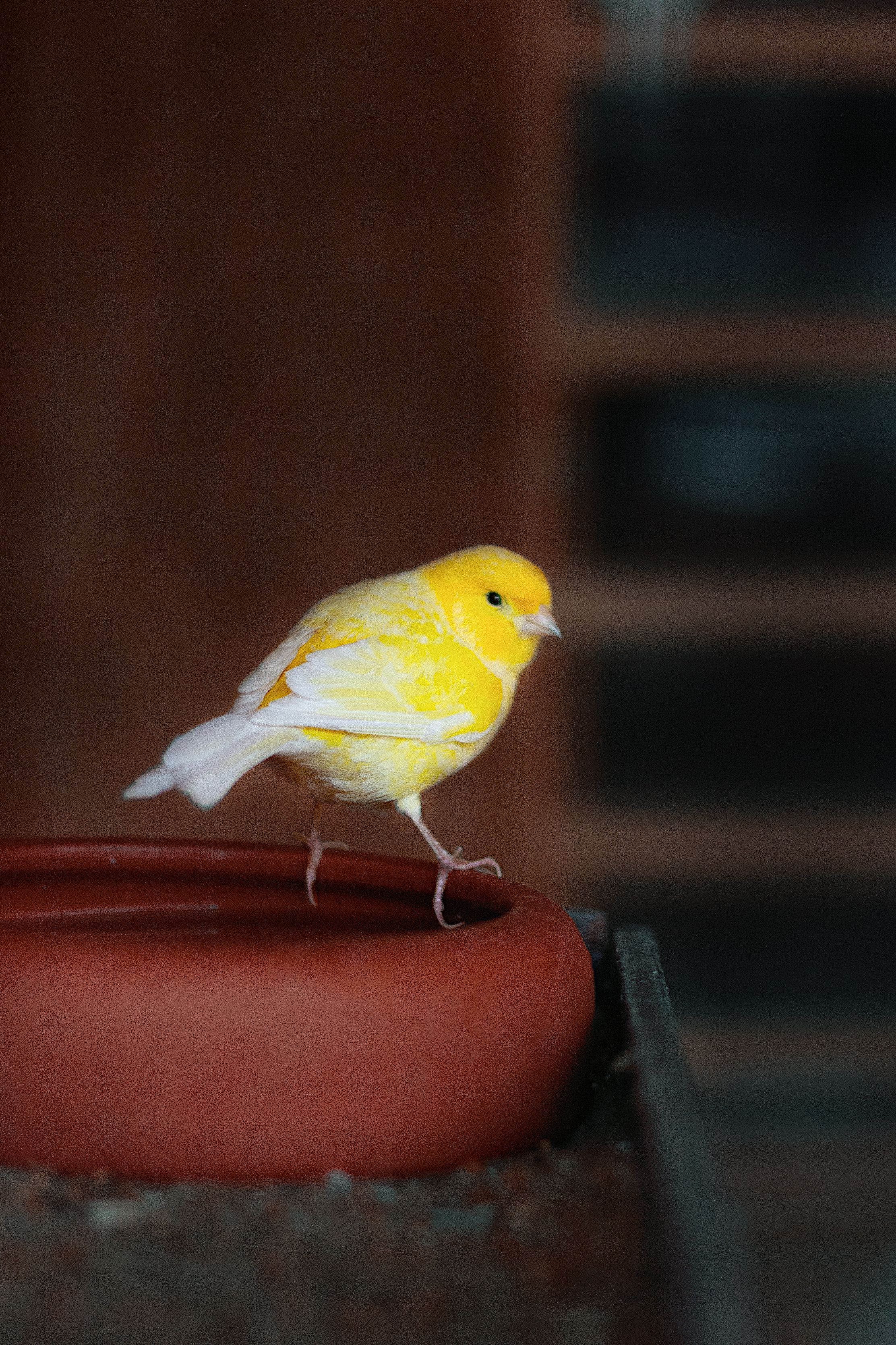 Canary Bird Photos, Download The BEST Free Canary Bird Stock Photos ...
