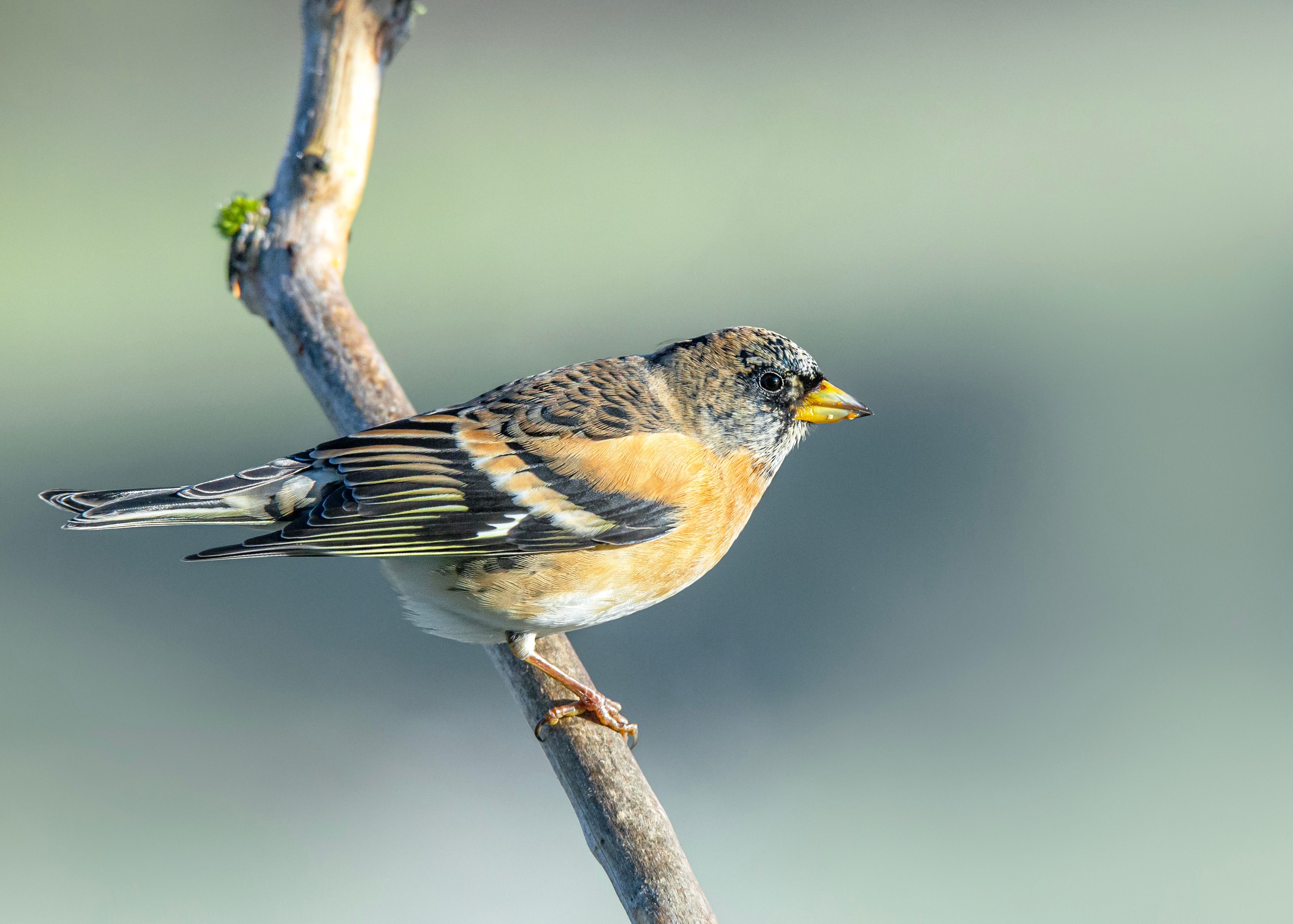 Brambling Bird Photos, Download The BEST Free Brambling Bird Stock ...