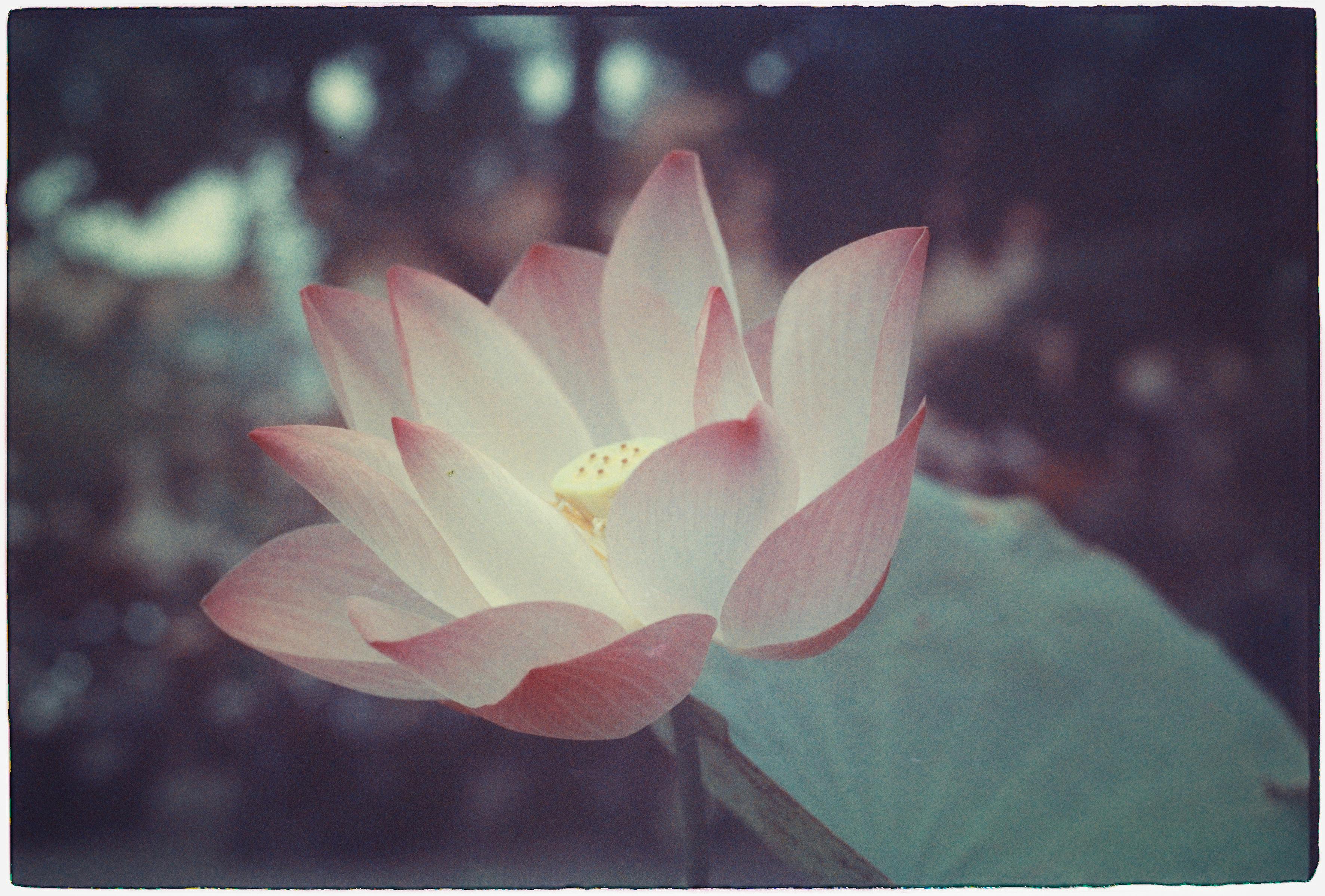Indian Lotus Flower · Free Stock Photo
