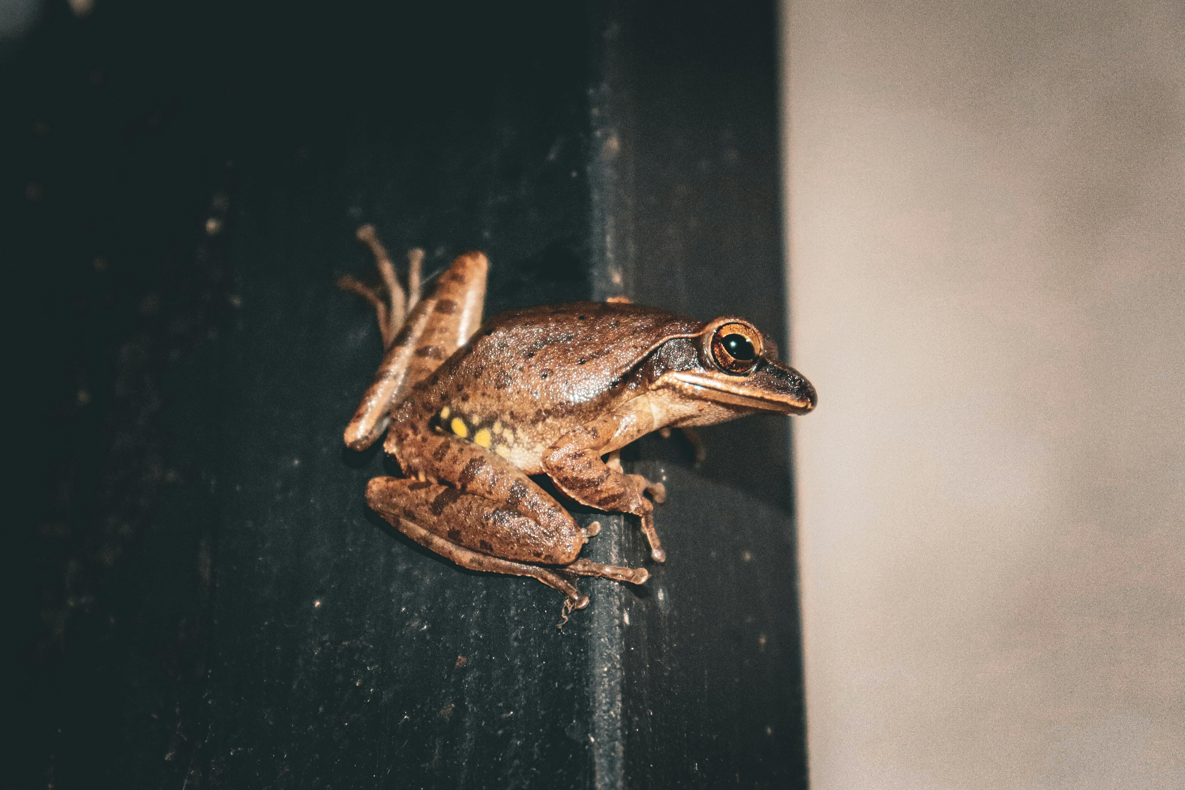 Lesandu Alokabandara - Fotografía