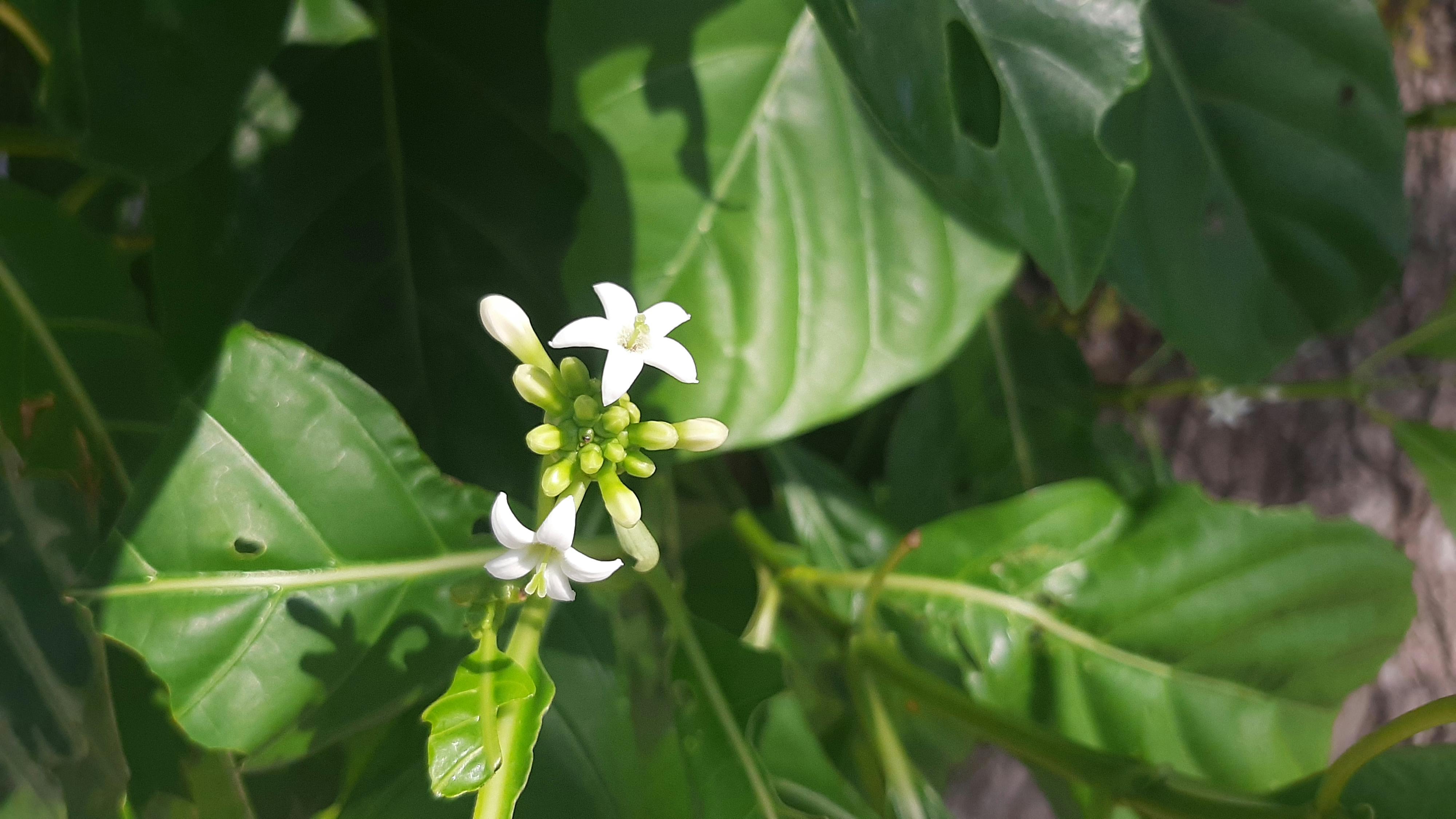 M.M.Bandula Gunasekera - 摄影