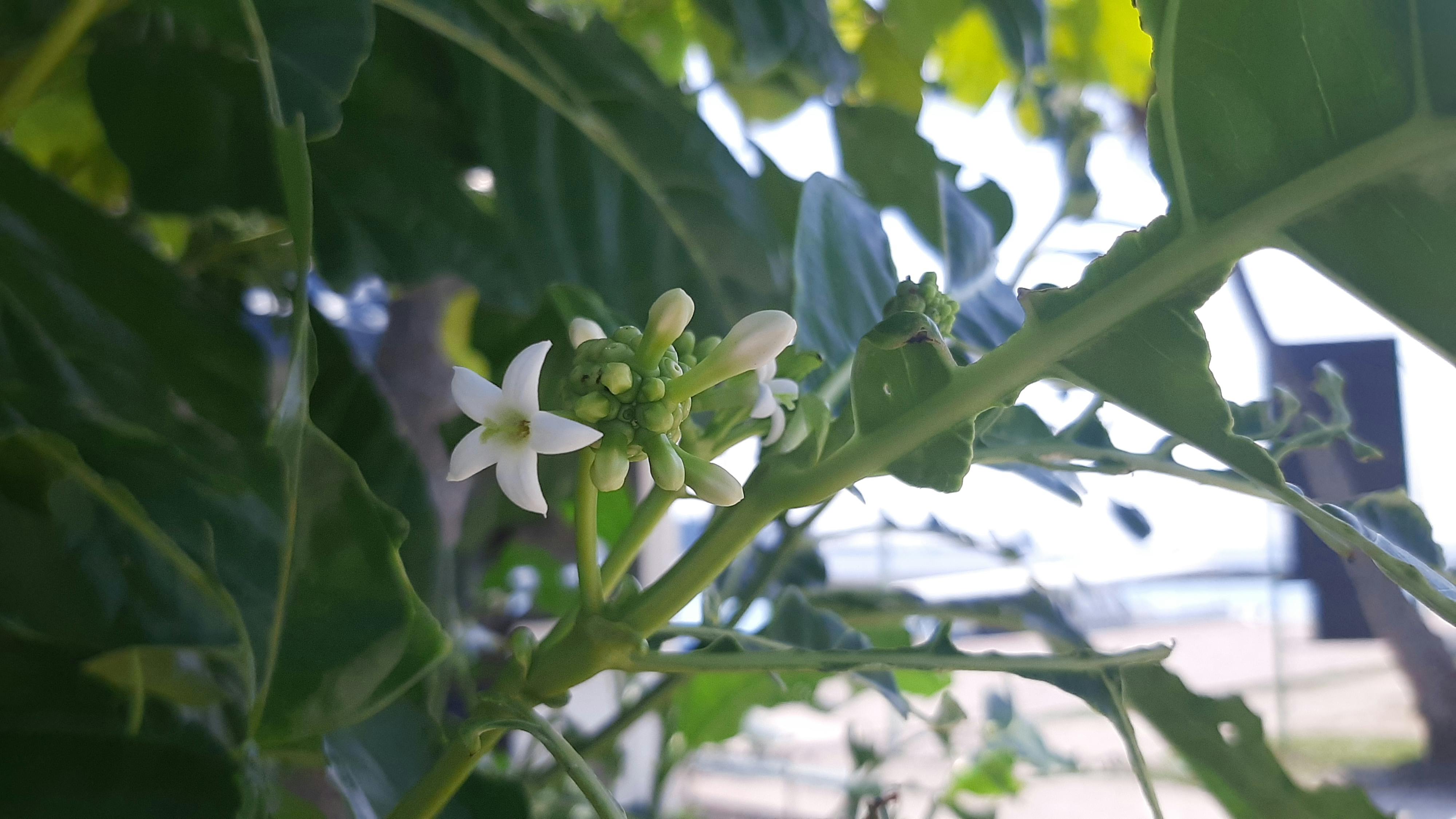 M.M.Bandula Gunasekera - 摄影