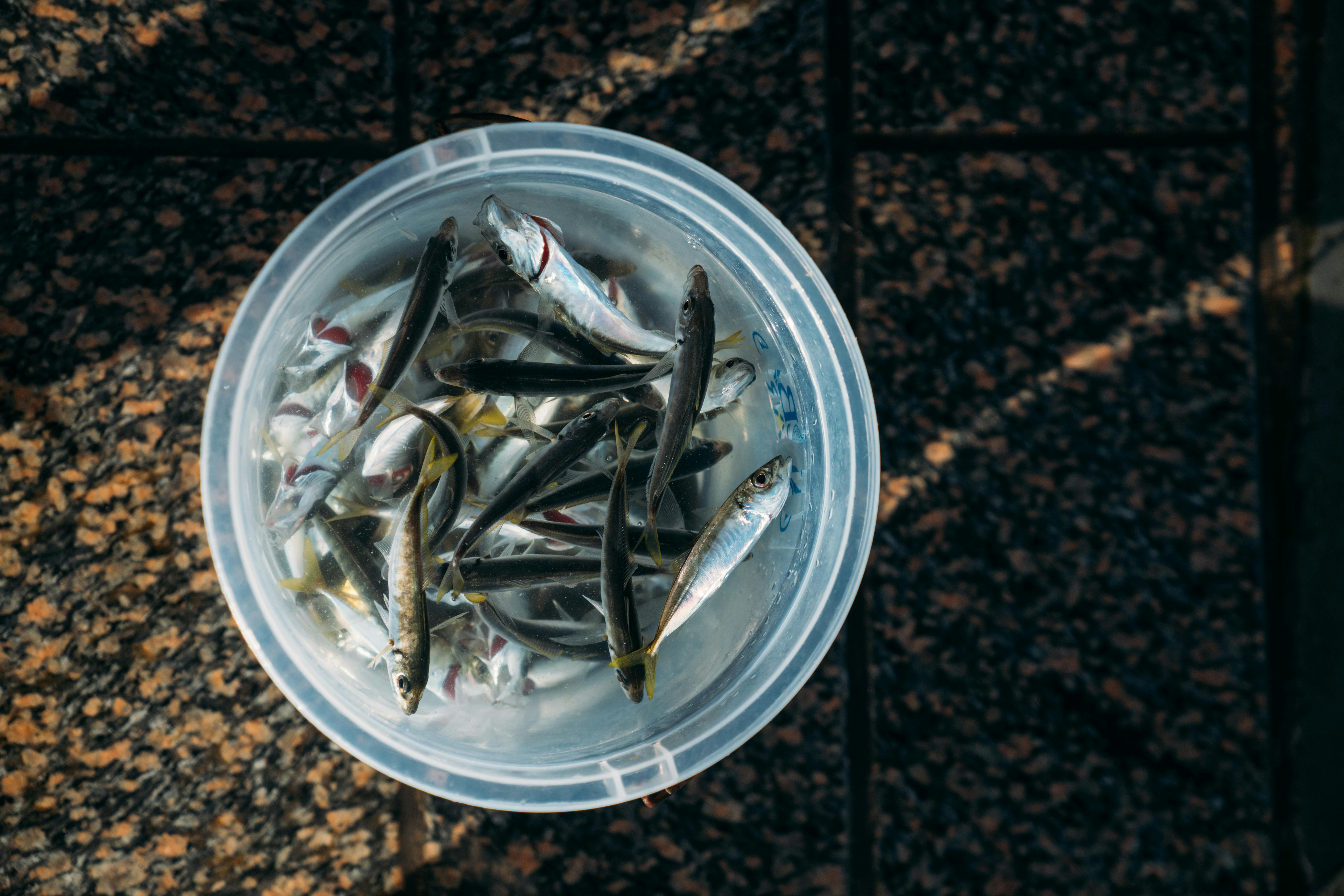 Ayu Fishes in Bucket · Free Stock Photo