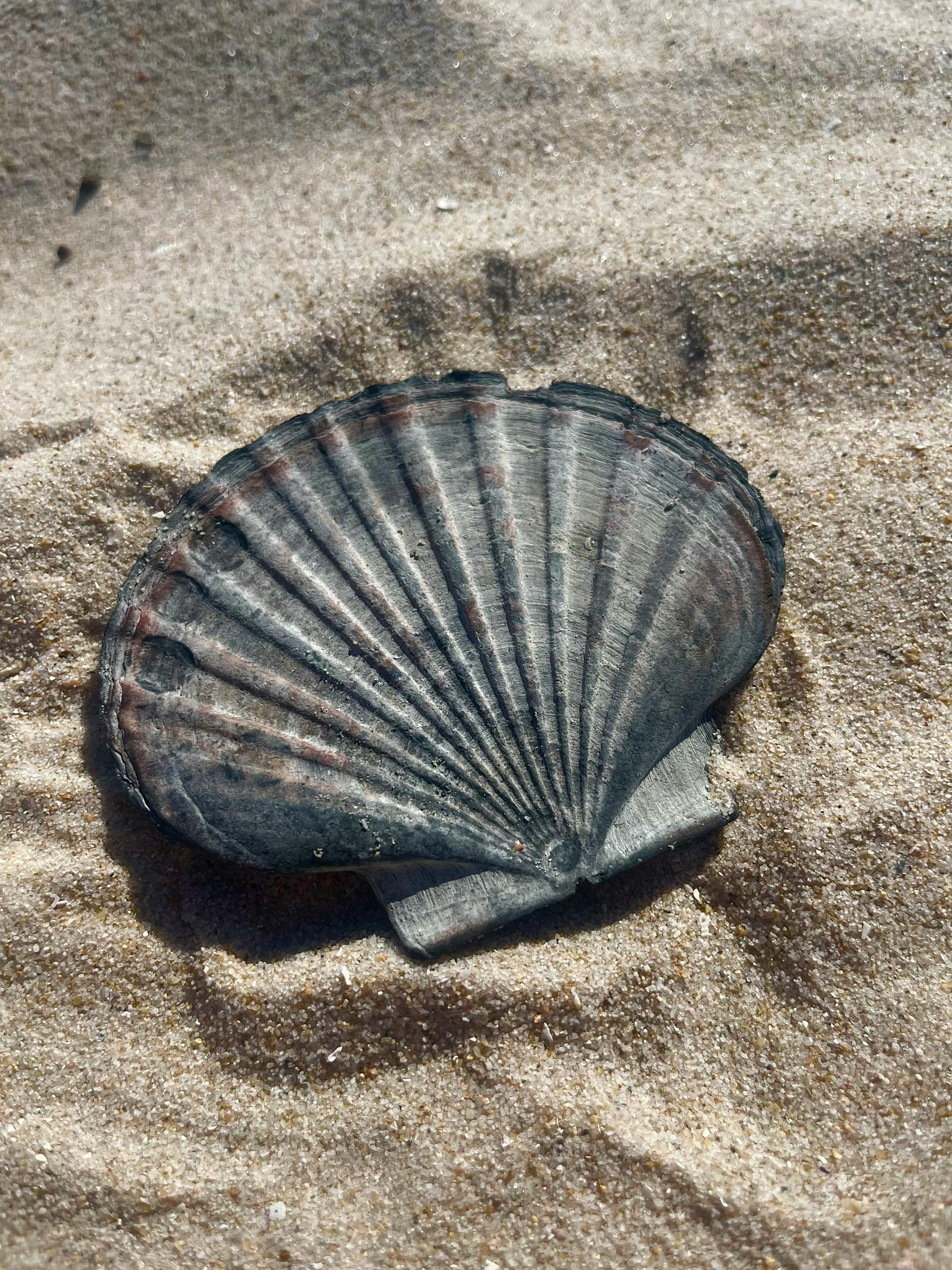 Foto profissional gratuita de à beira mar, amêijoa, animais selvagens ...