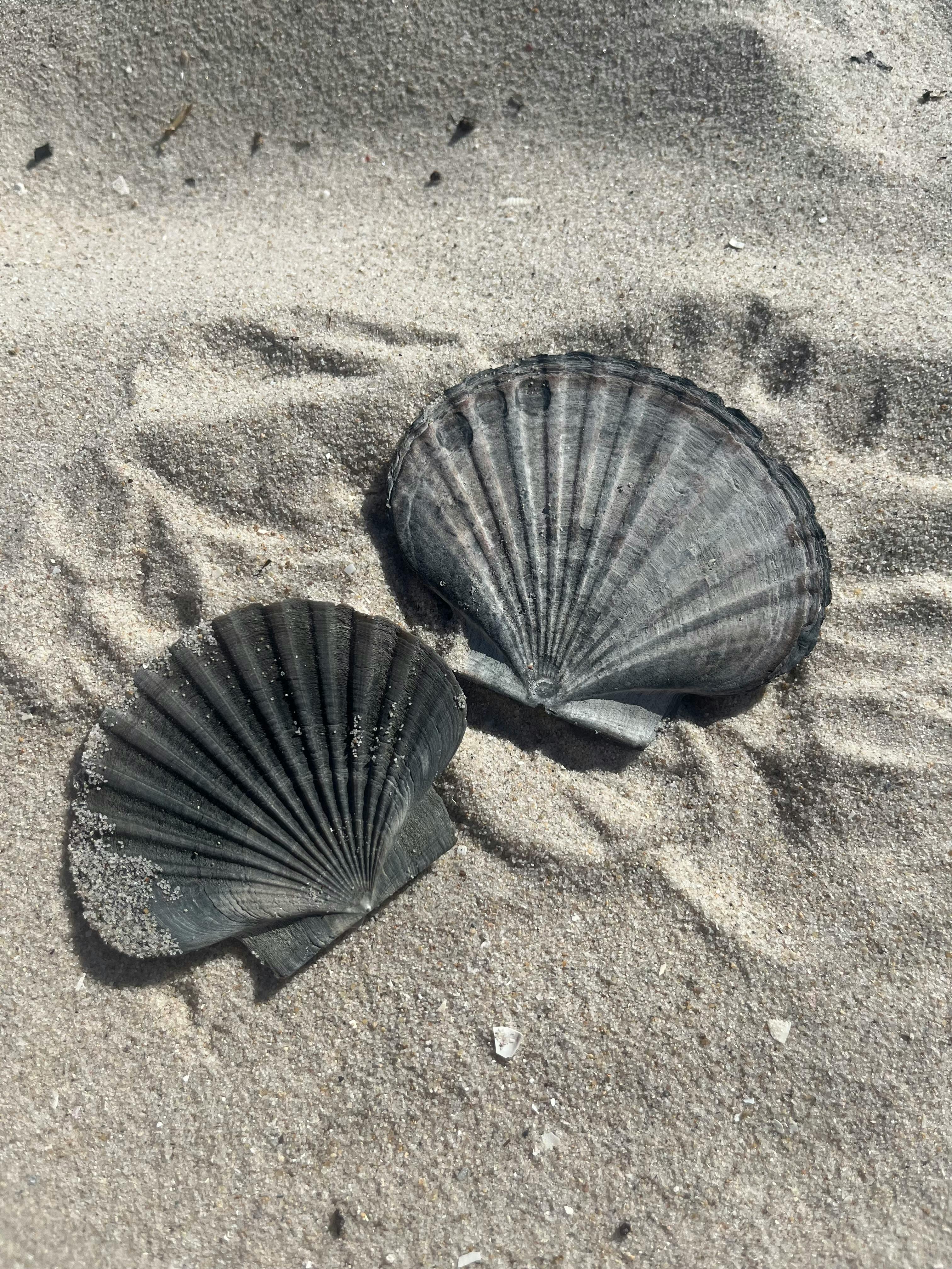 Gray Seashells on Sandy Beach · Free Stock Photo