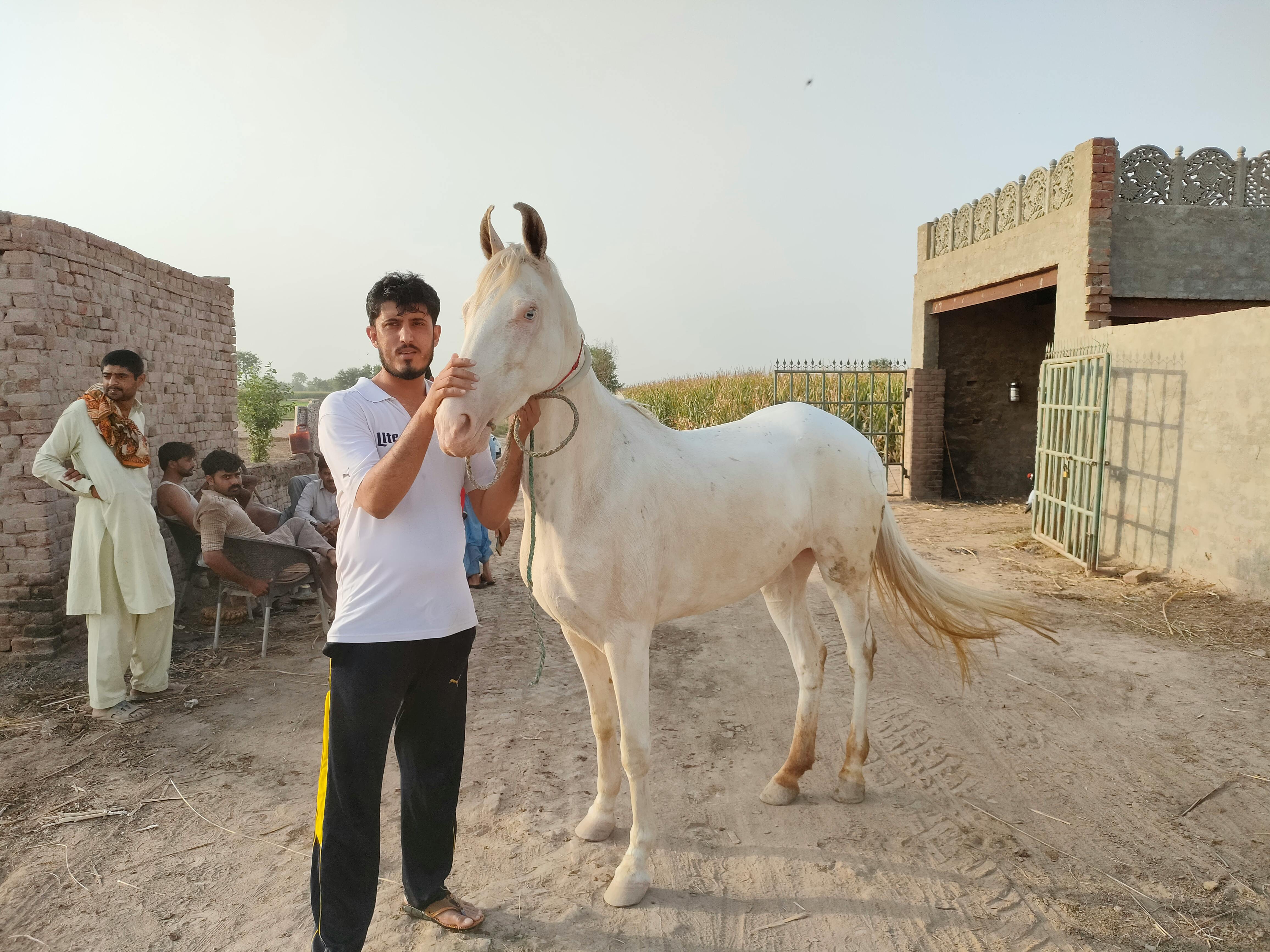 Man Patting White Horse in Countryside · Free Stock Photo