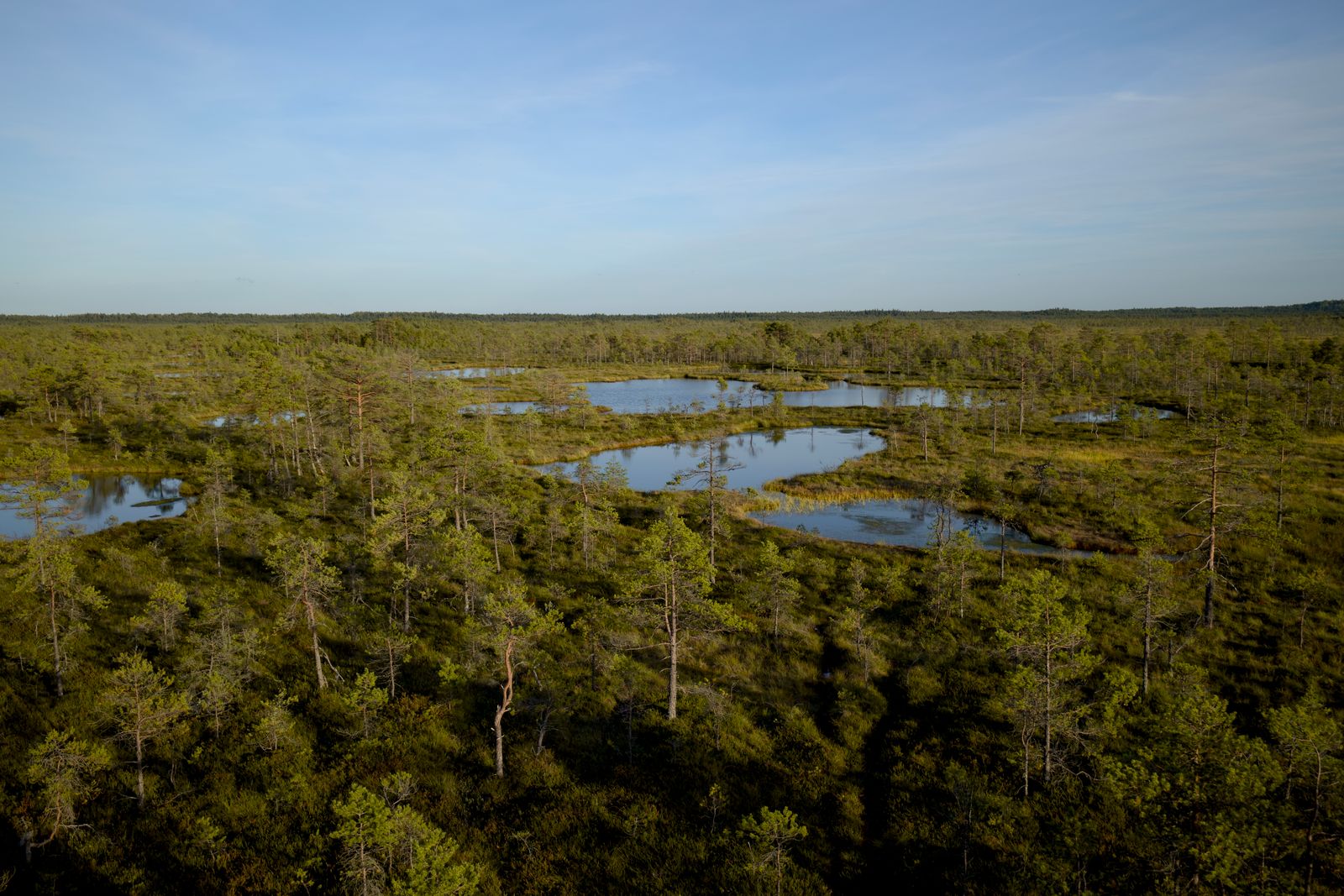 Forest Landscape Photos, Download The BEST Free Forest Landscape Stock ...