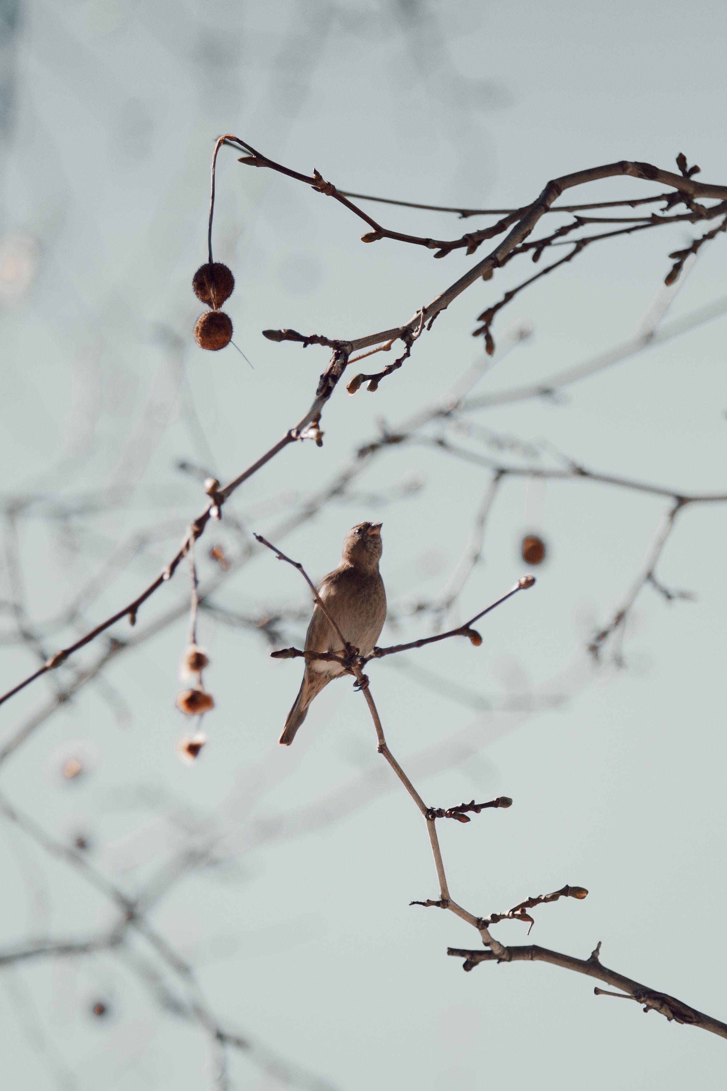 Common Nightingale Photos, Download The BEST Free Common Nightingale ...