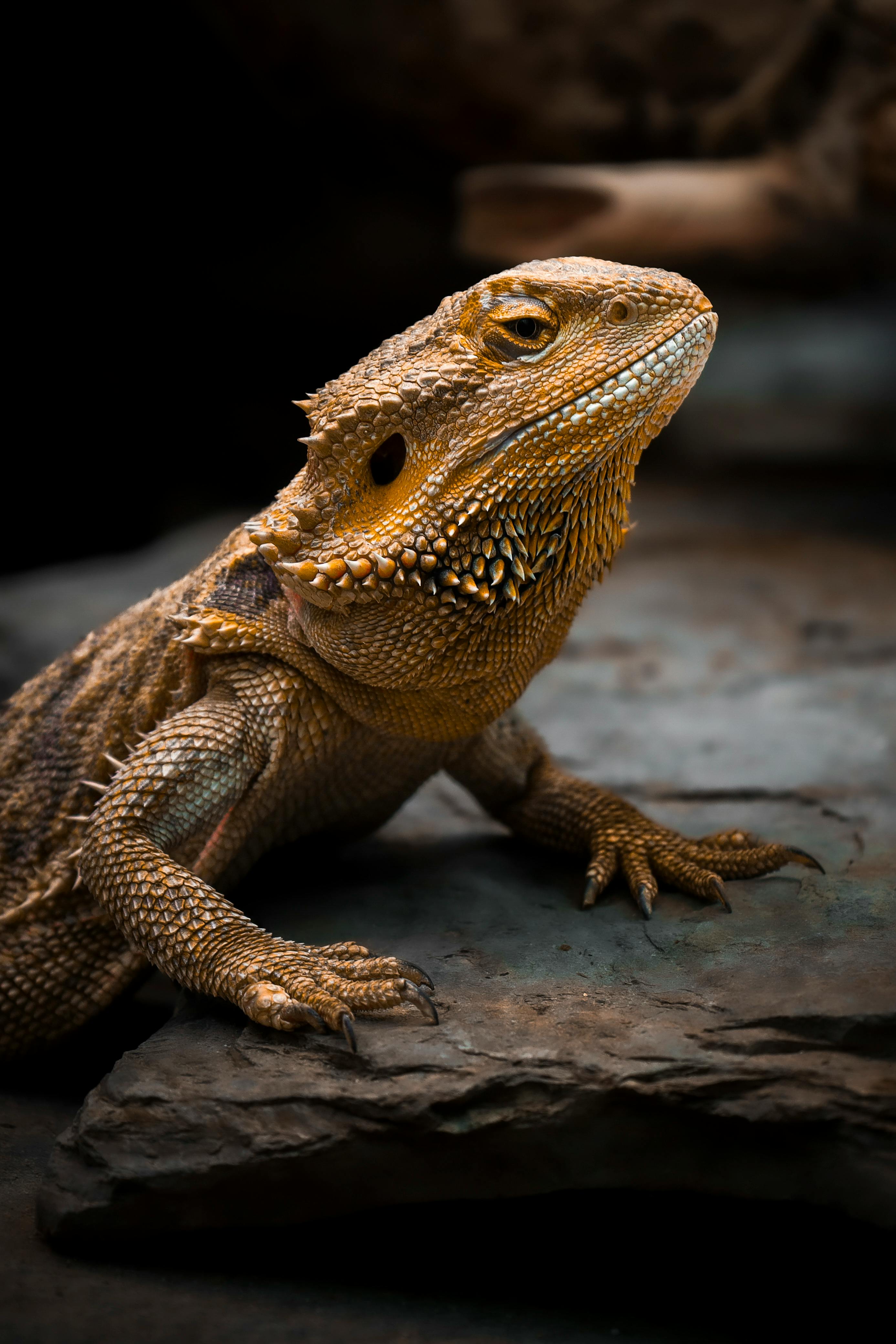 Close-Up Photography of Central Bearded Dragon · Free Stock Photo