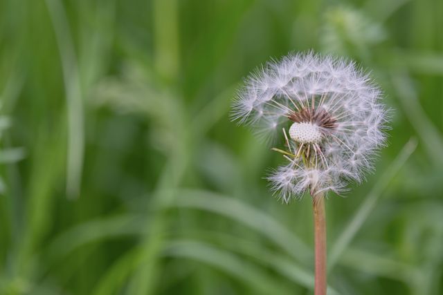 Lawn Weeds of the Pacific Northwest: Solutions