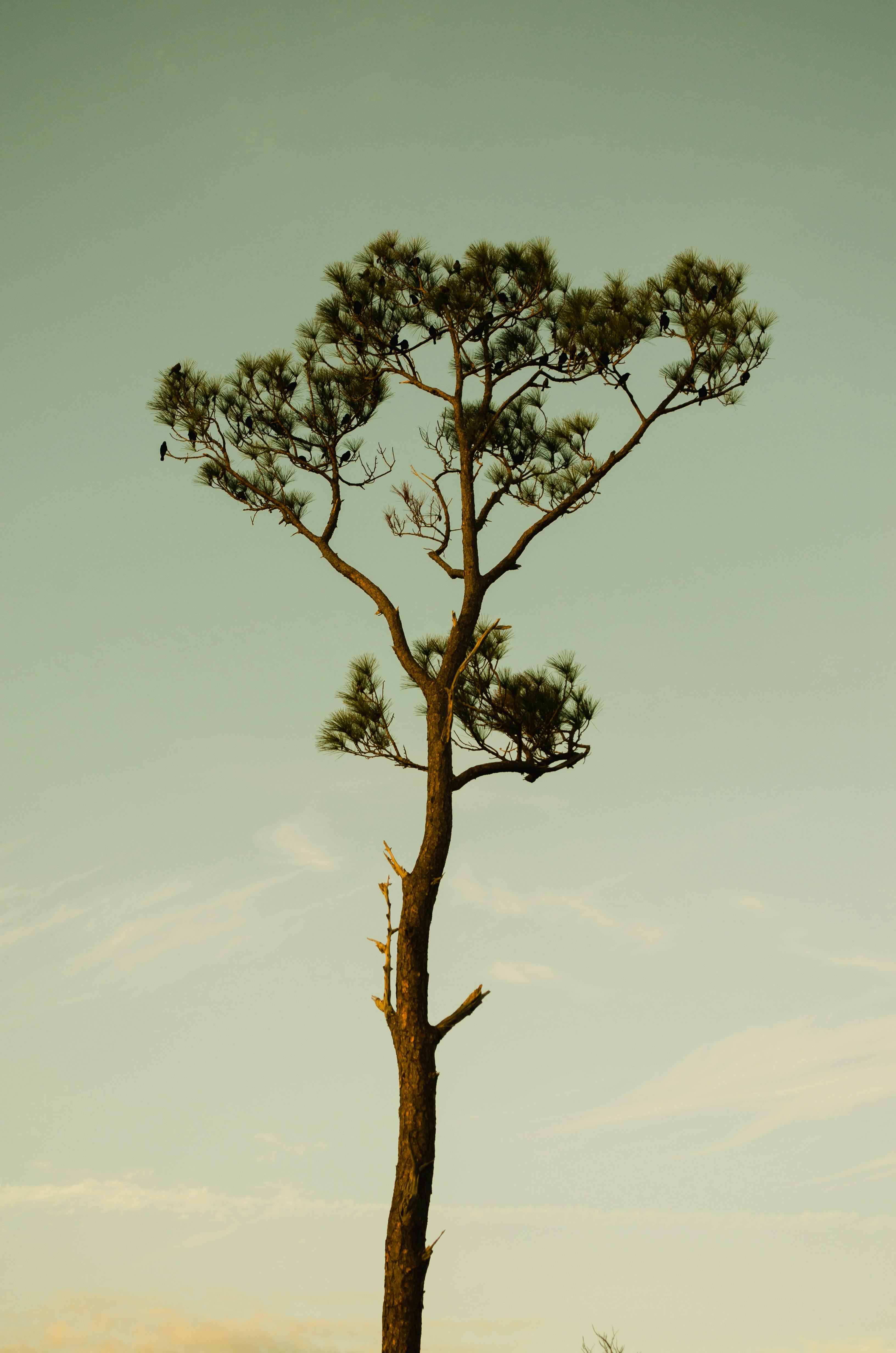 Tall, Single Tree · Free Stock Photo