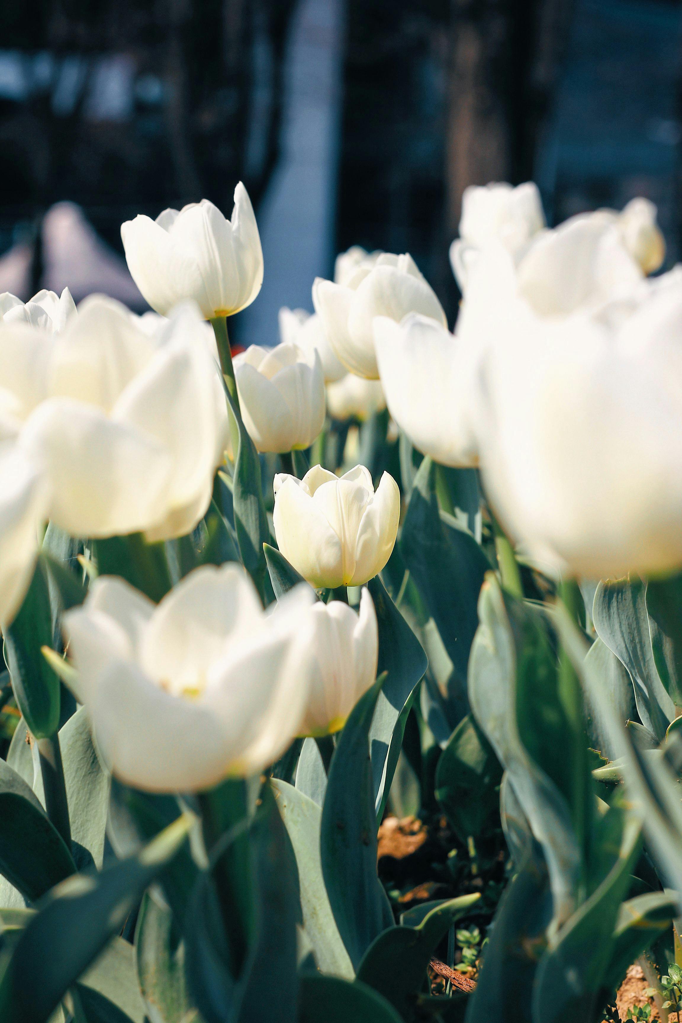 White Nature Photos, Download The BEST Free White Nature Stock Photos ...