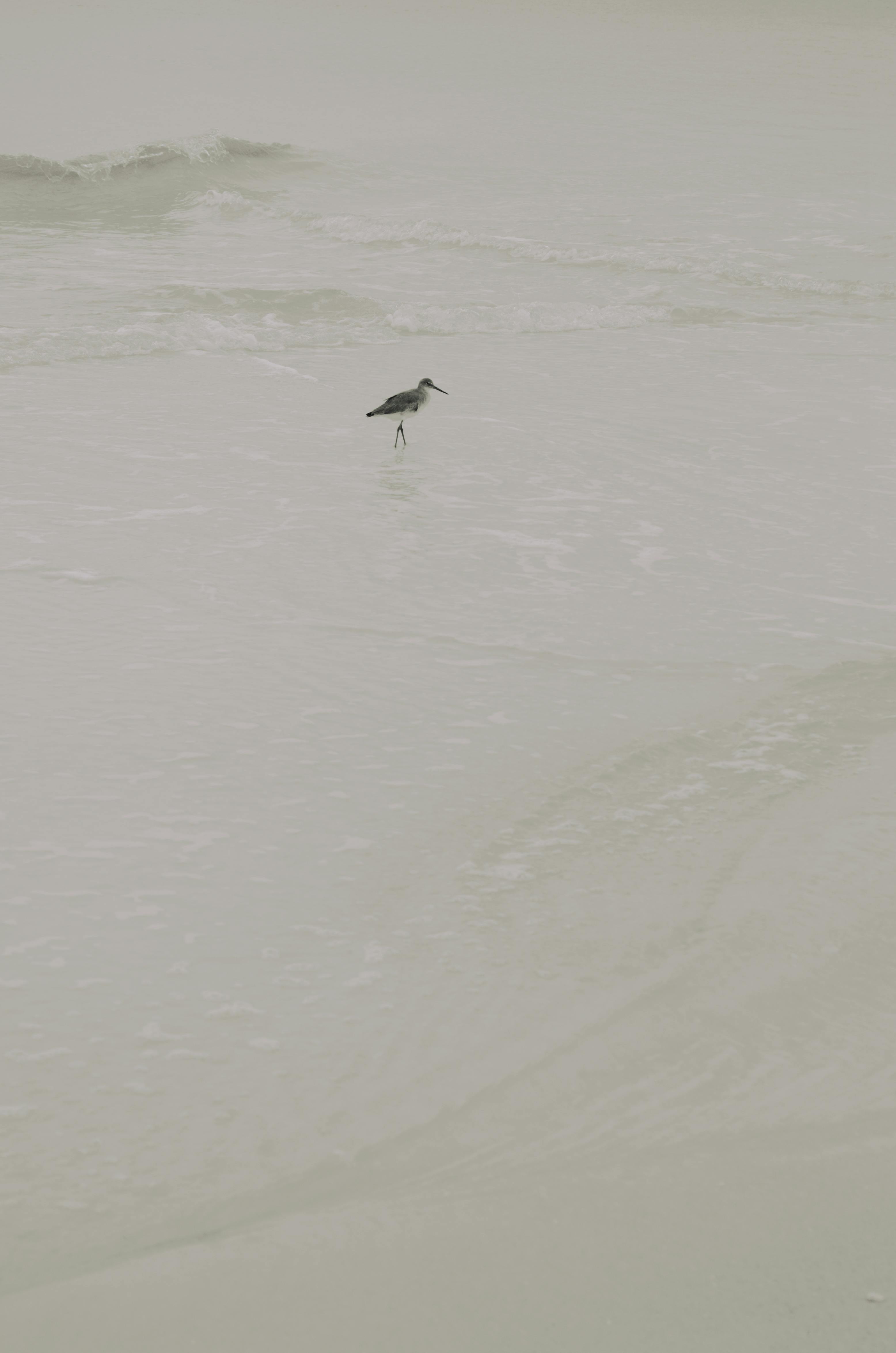 lone · Free Stock Photo