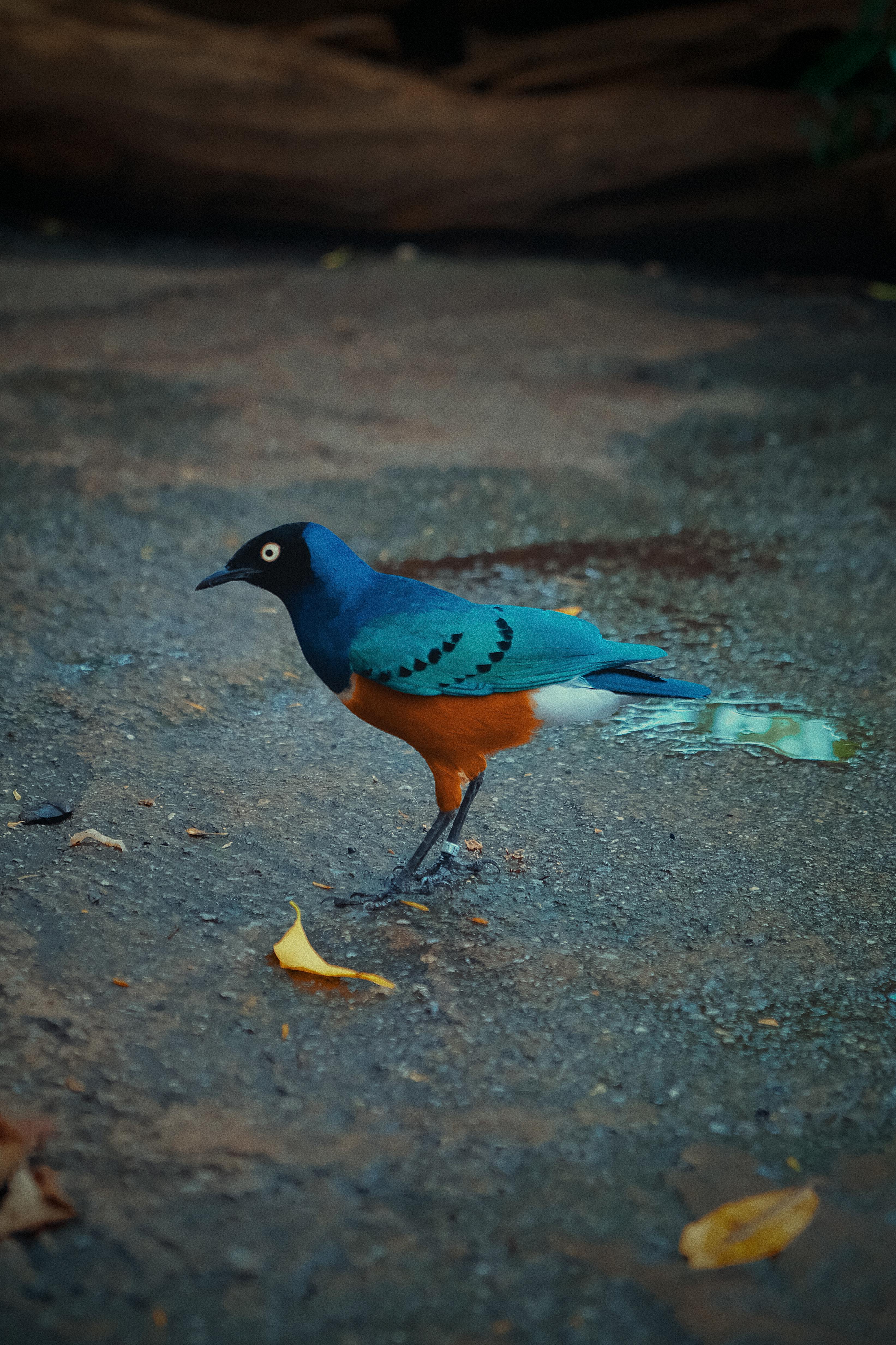 Blue Exotic Bird · Free Stock Photo