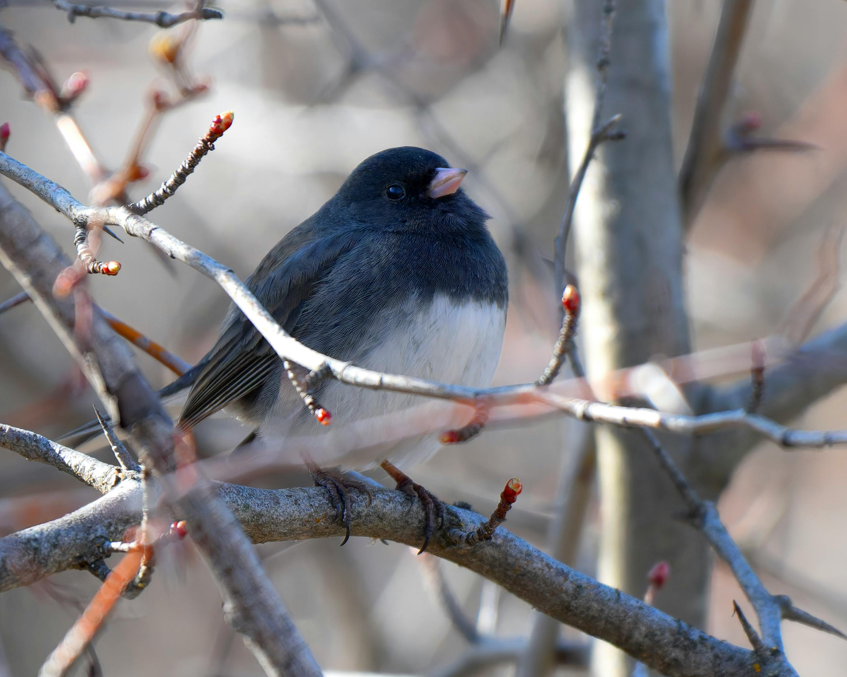 Perching White-winged Junco · Free Stock Photo
