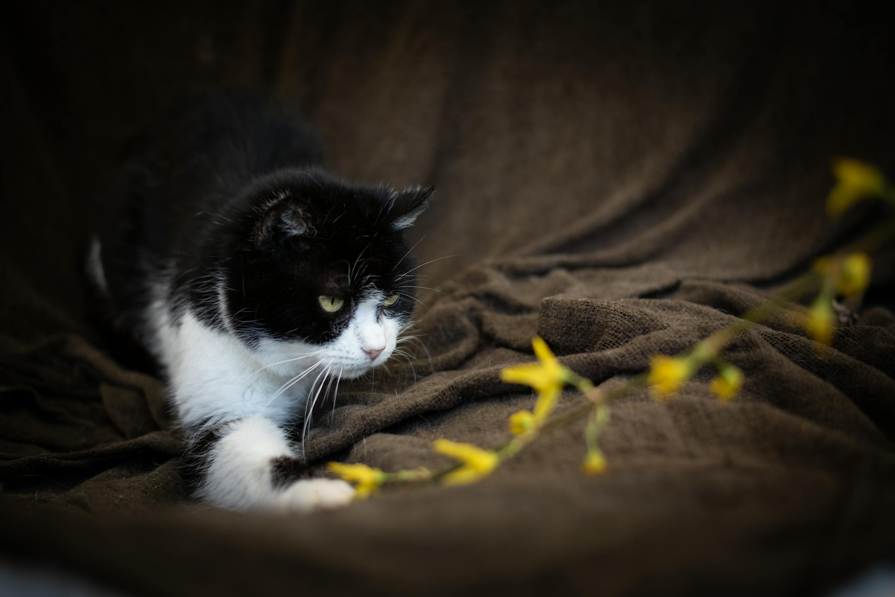 Black and white cat hunting some flowers · Free Stock Photo