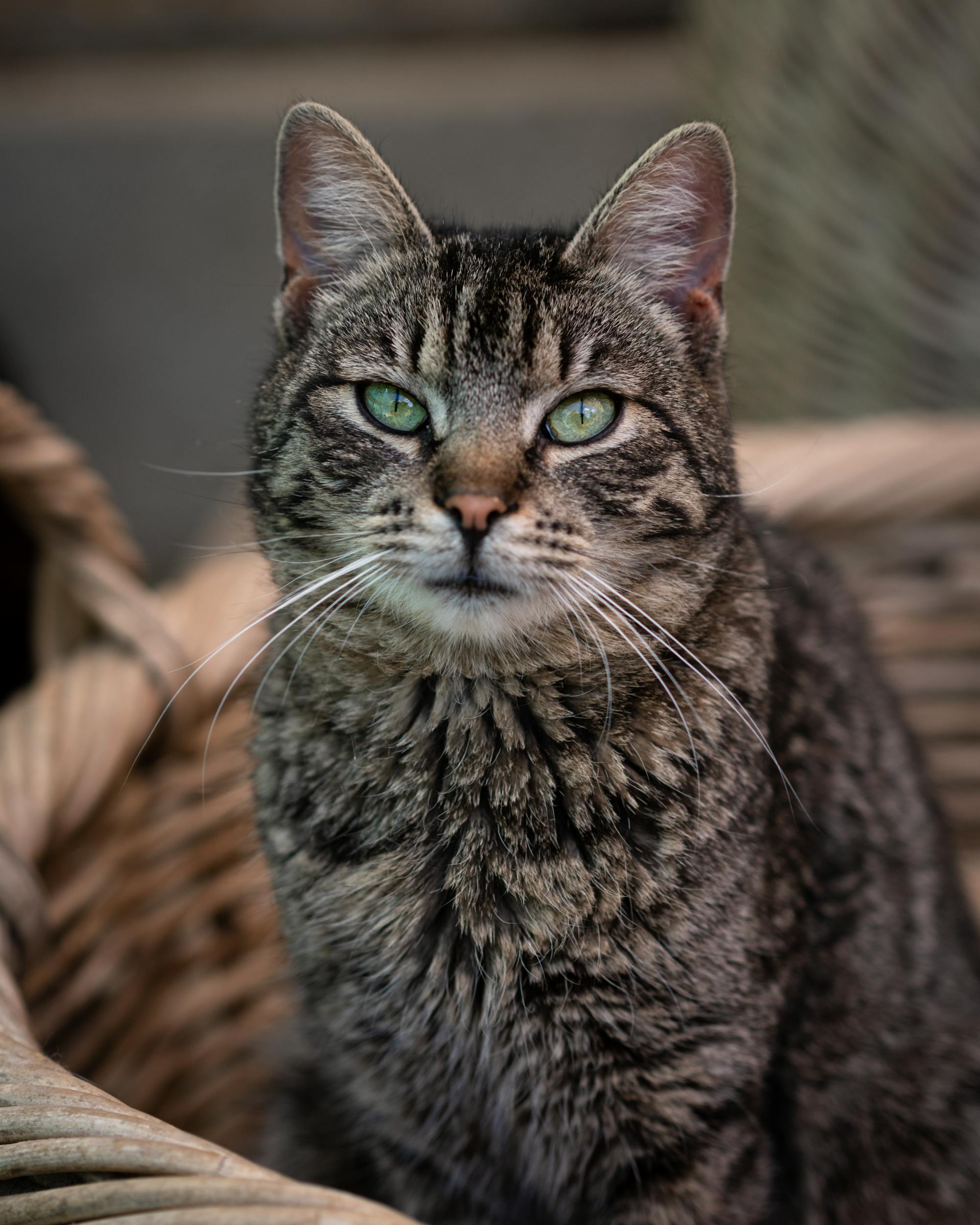 Foto De Primer Plano De Un Gato Atigrado Con Hermosos Ojos Verdes ...