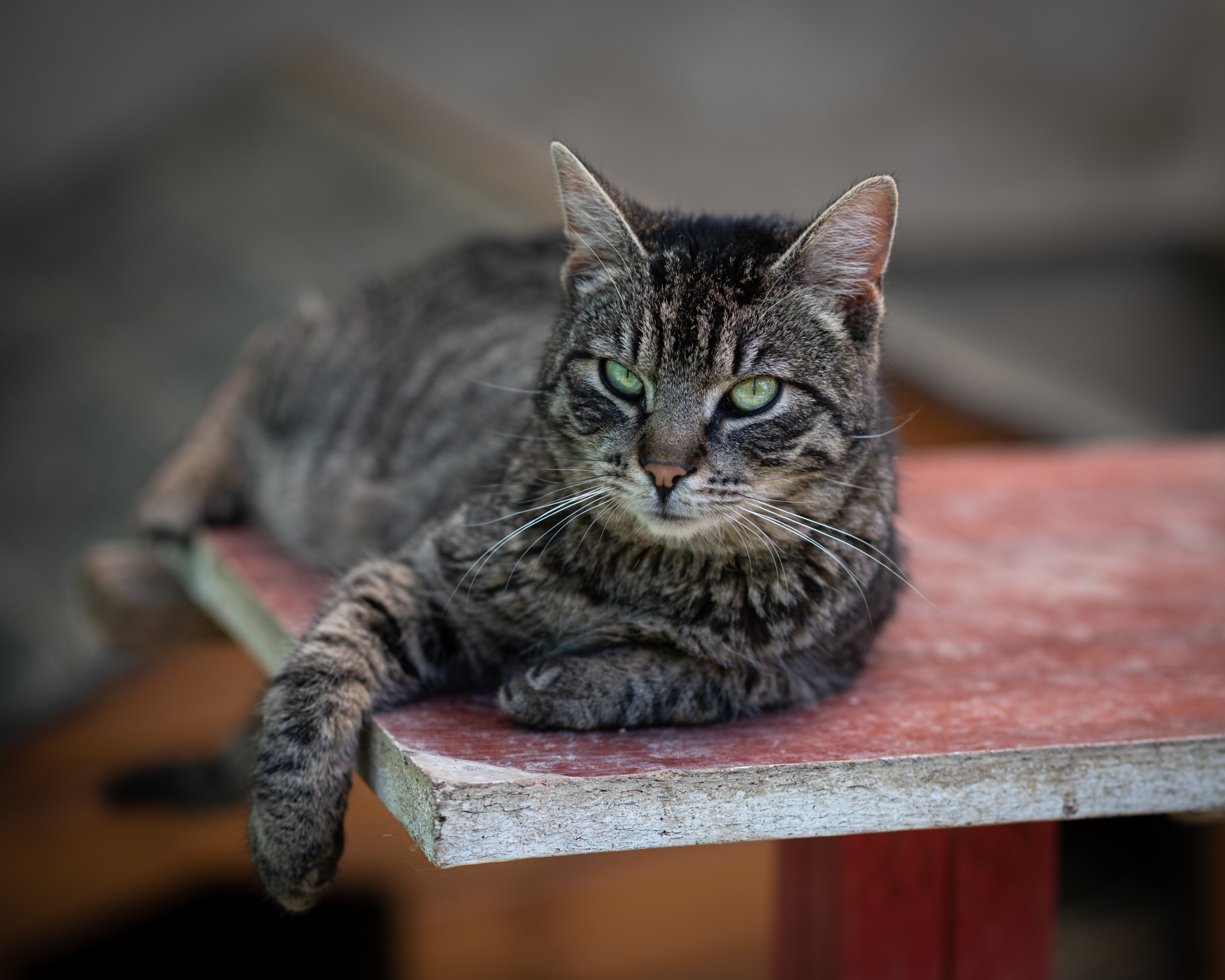 Tabby Cat Lying on Wooden Table · Free Stock Photo