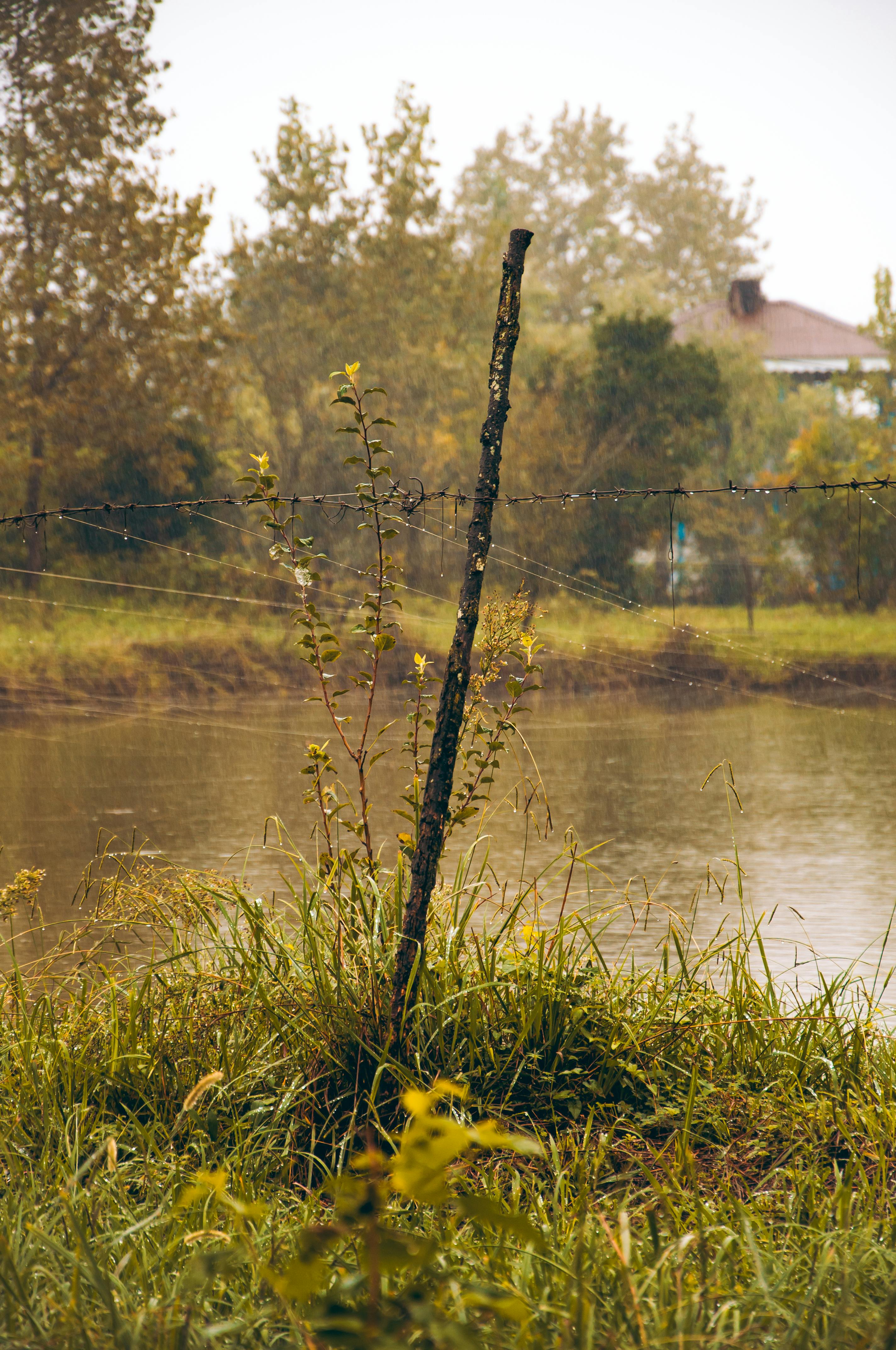 Barbed Wire on a Stick by the Pond in the Rain · Free Stock Photo