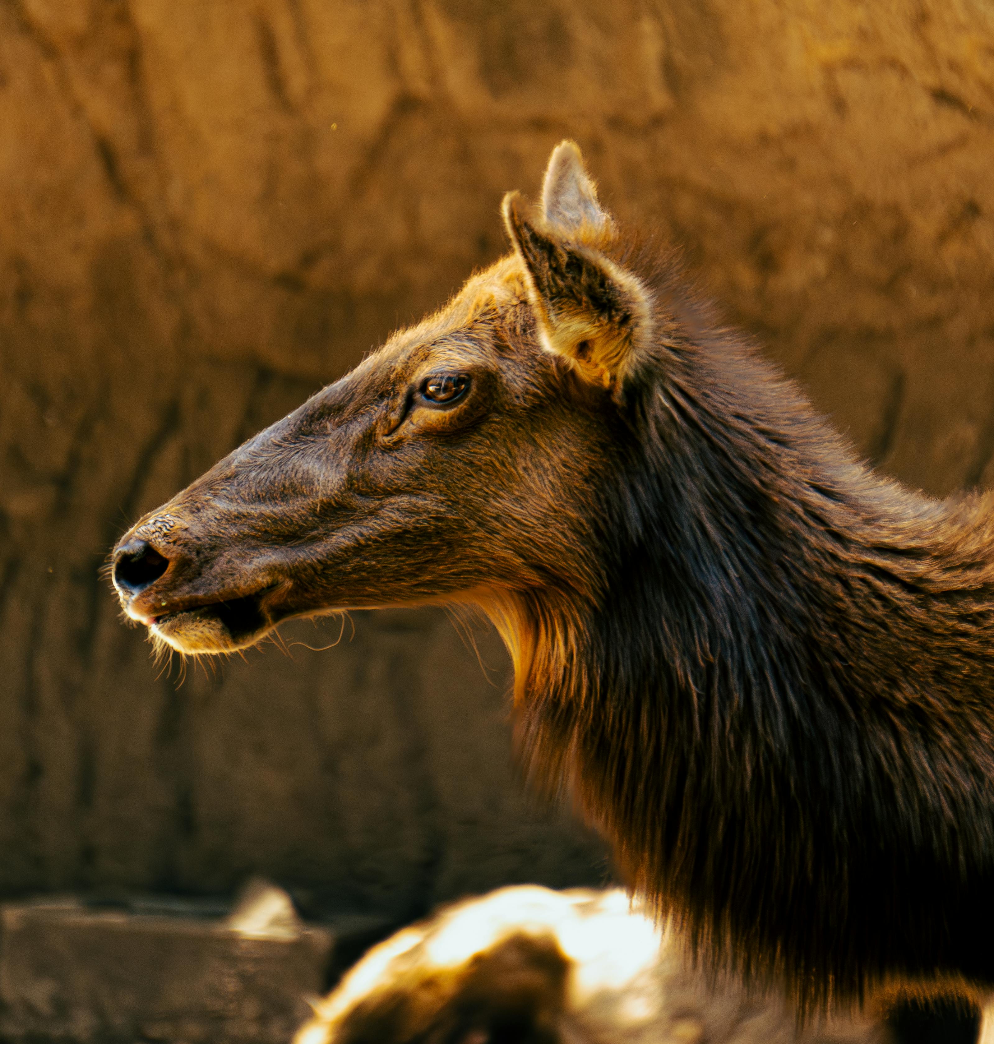 Close-up of Elks Head · Free Stock Photo