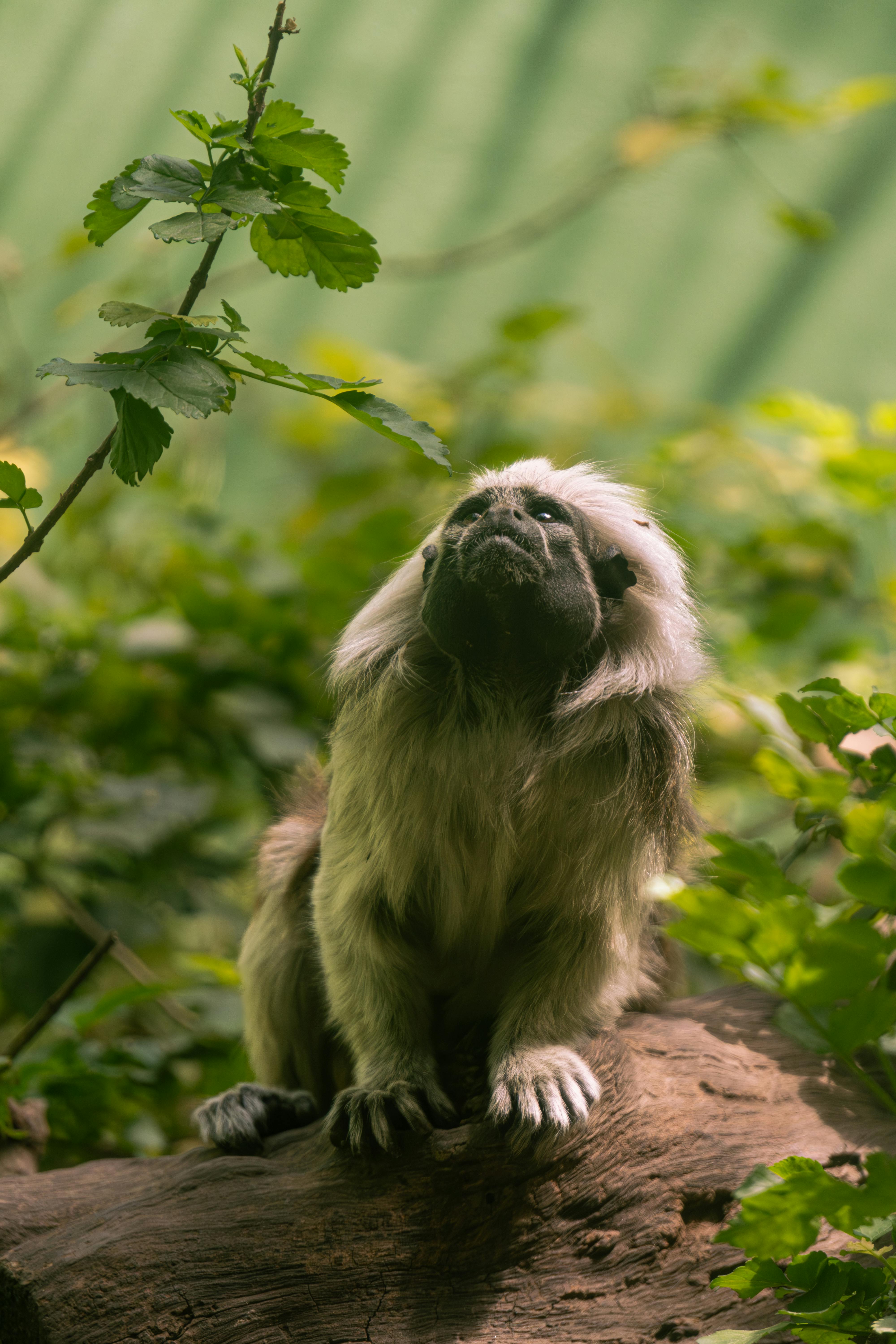 Focus Photo of Red-Handed Tamarin · Free Stock Photo