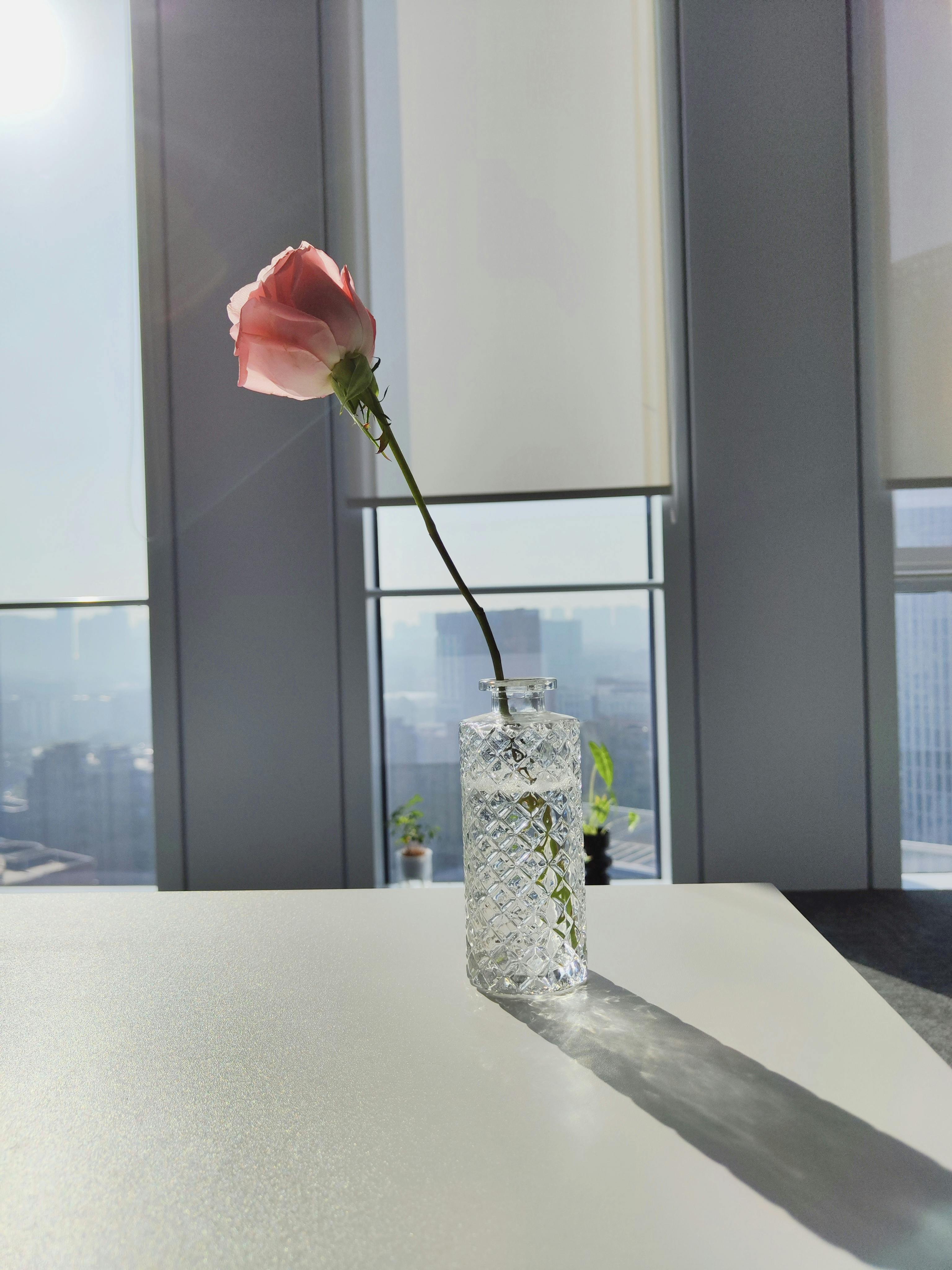 Rose Panels Photos, Download The BEST Free Rose Panels Stock Photos ...