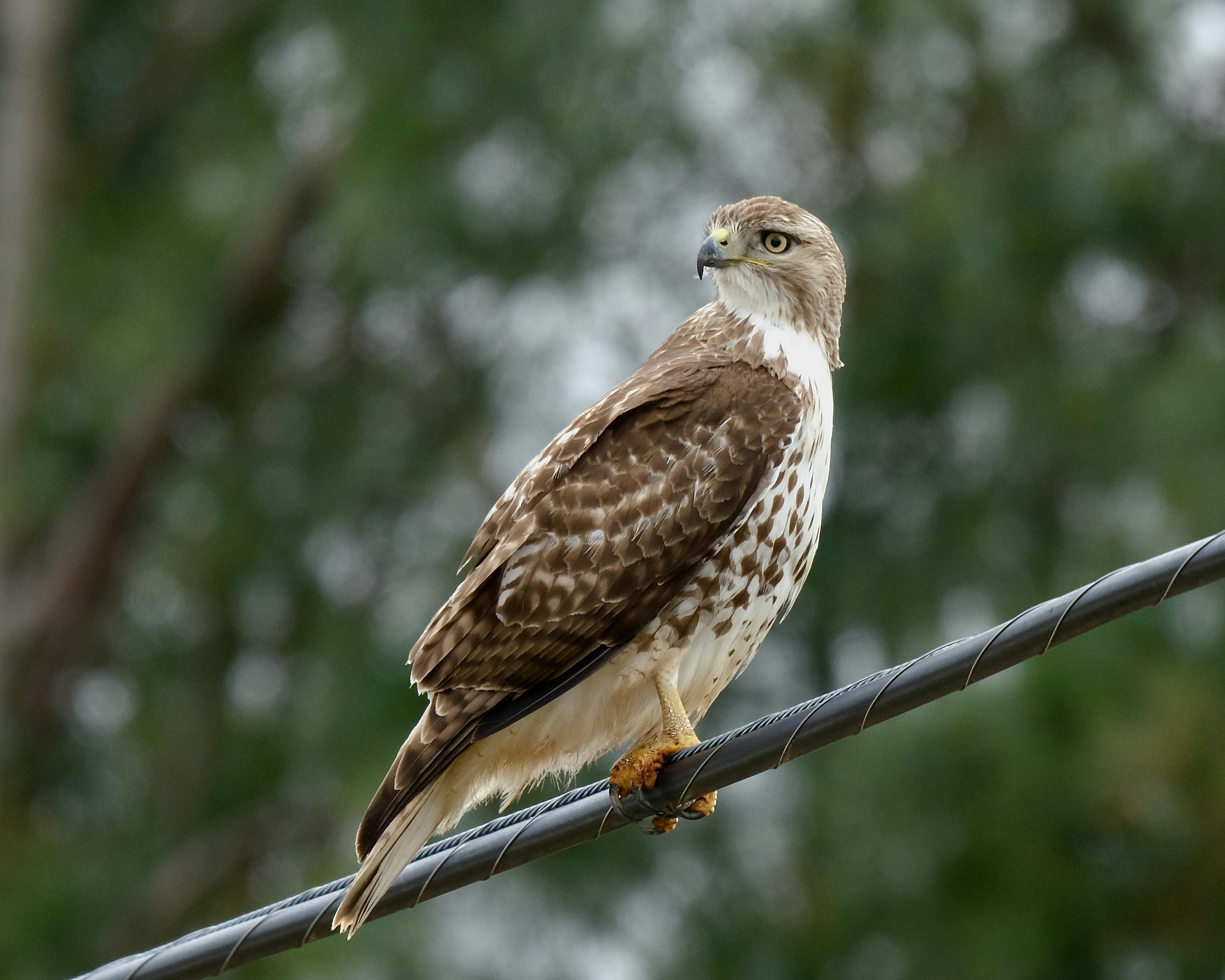 Red-tailed Hawk · Free Stock Photo