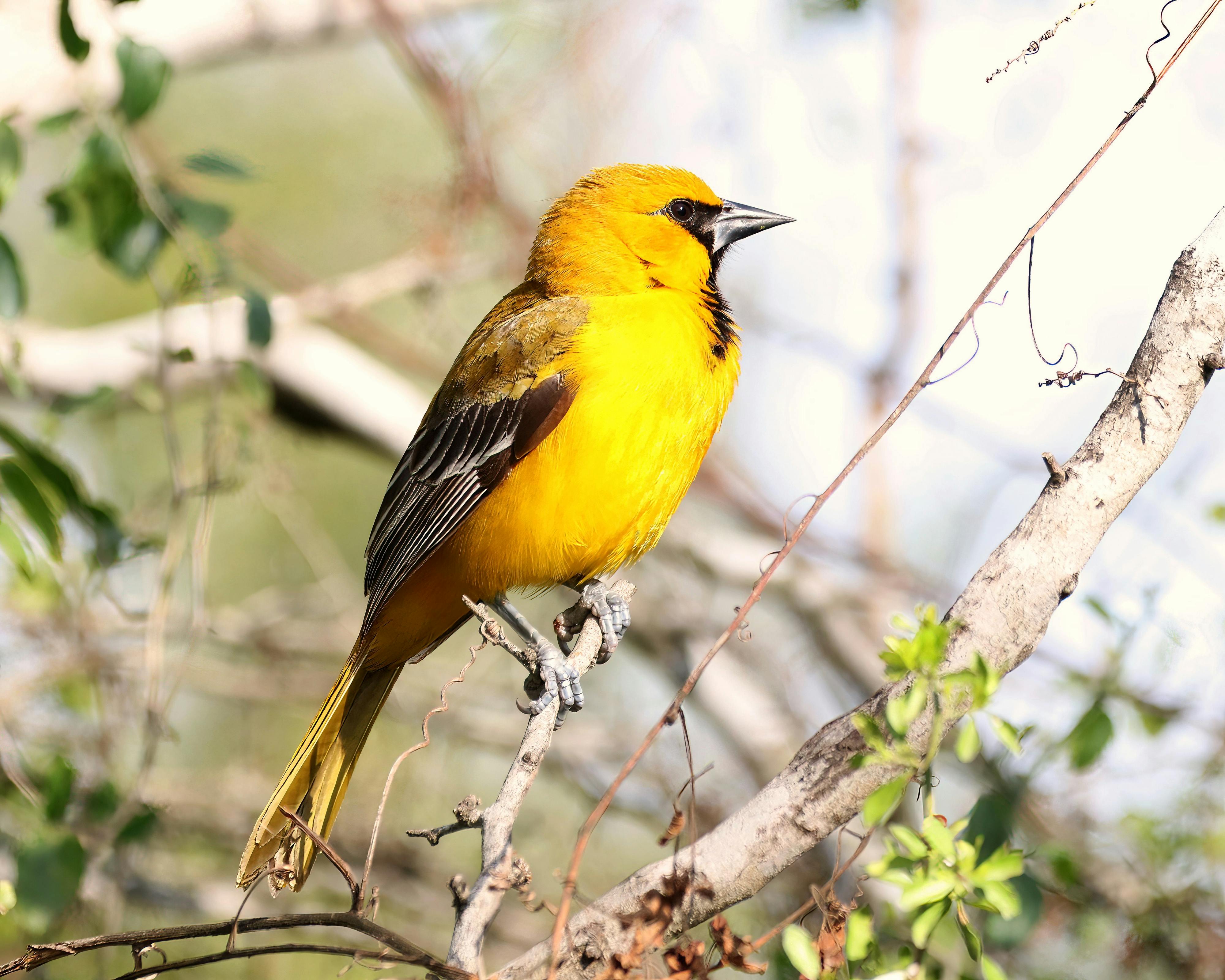 Orange Oriole Bird · Free Stock Photo