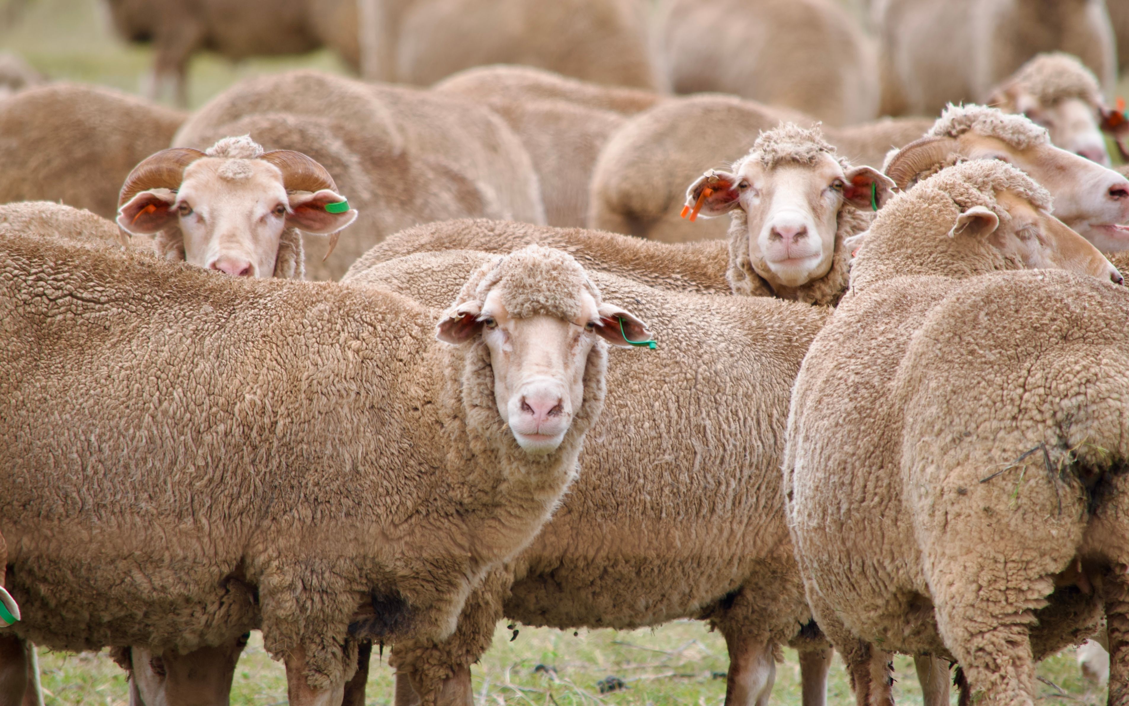 View of a Flock of Sheep on a Pasture · Free Stock Photo