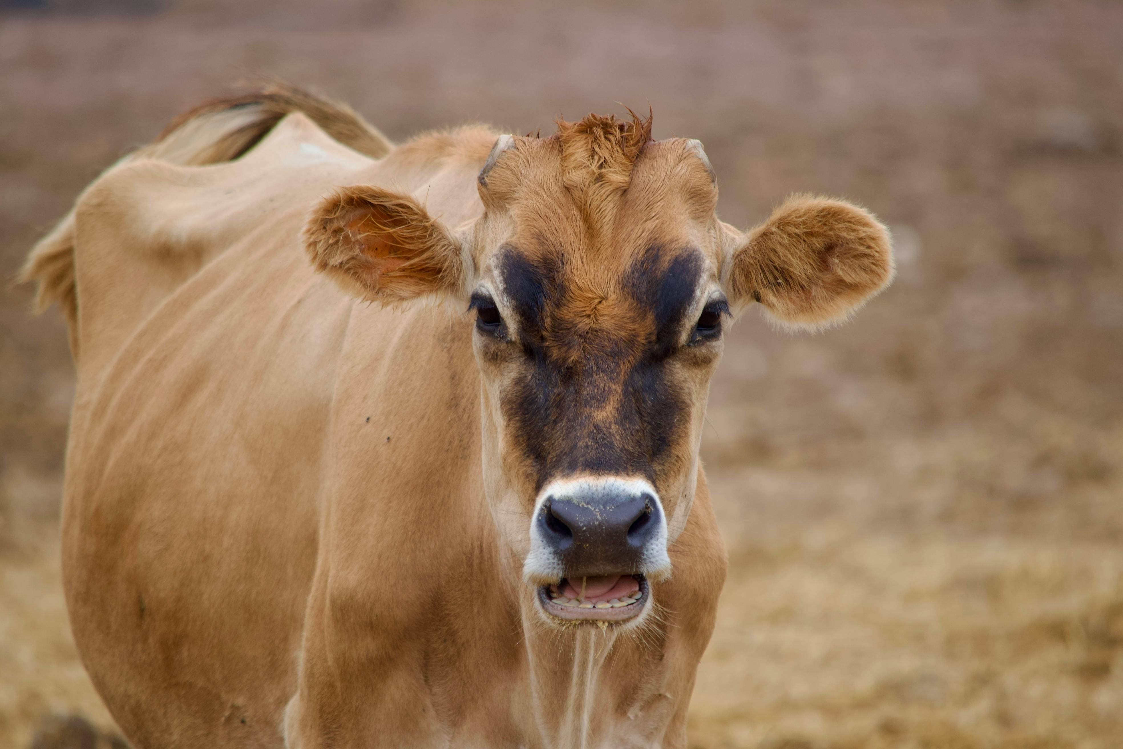 Close-up of a Brown Cow on a Pasture · Free Stock Photo