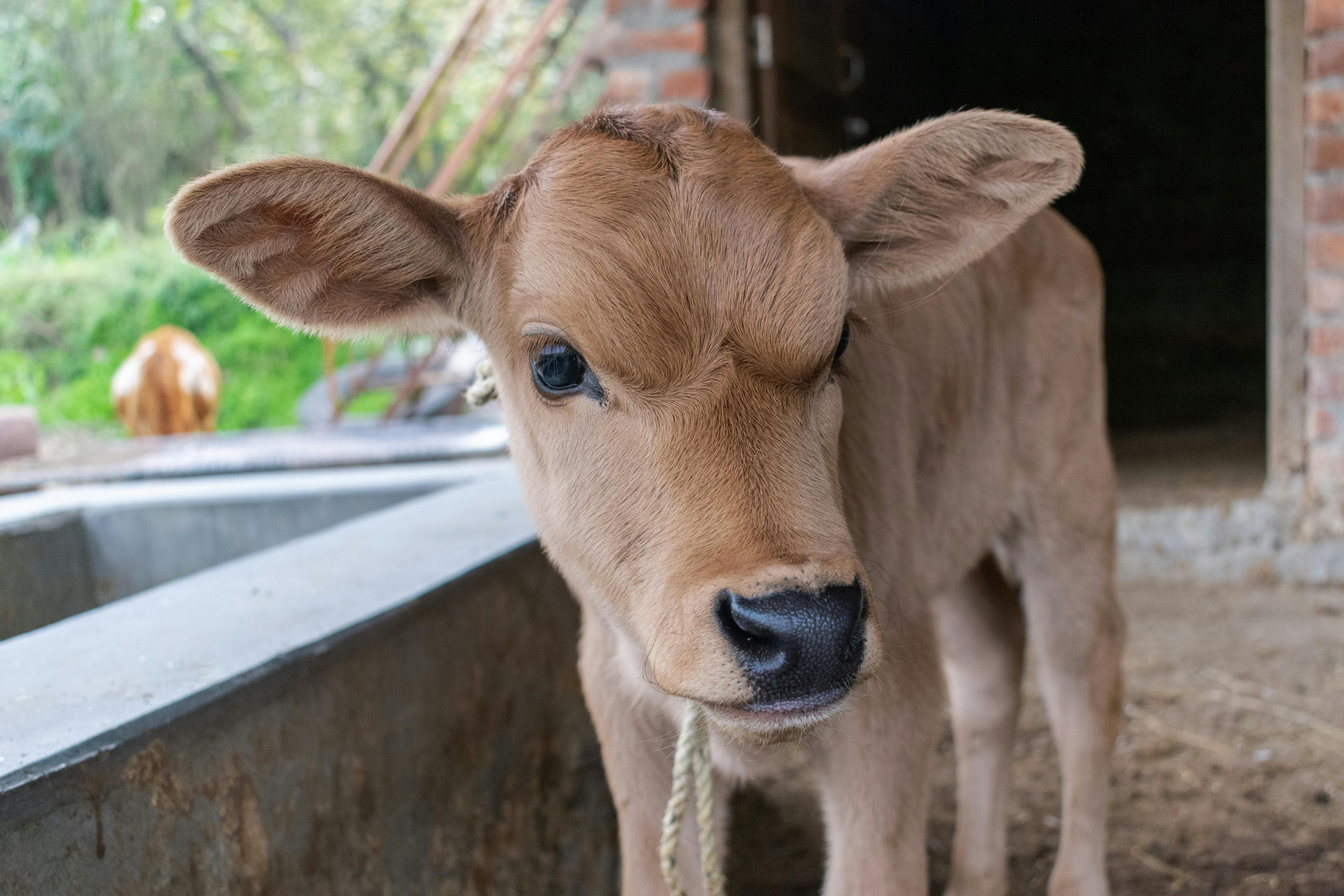Foto stok gratis tentang agrikultura, alam, anak binatang, bayi sapi ...