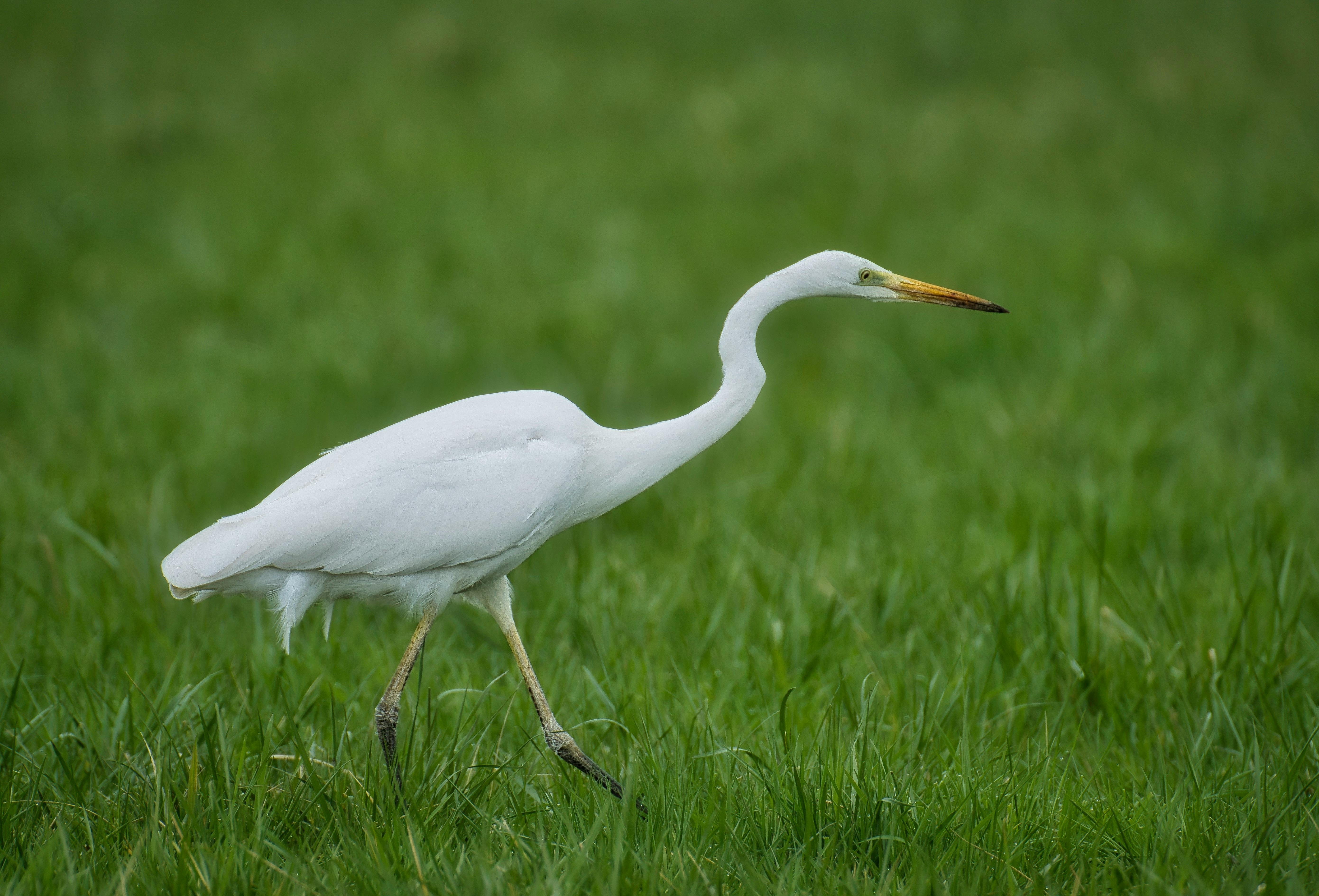 A white bird walking through a grassy field · Free Stock Photo