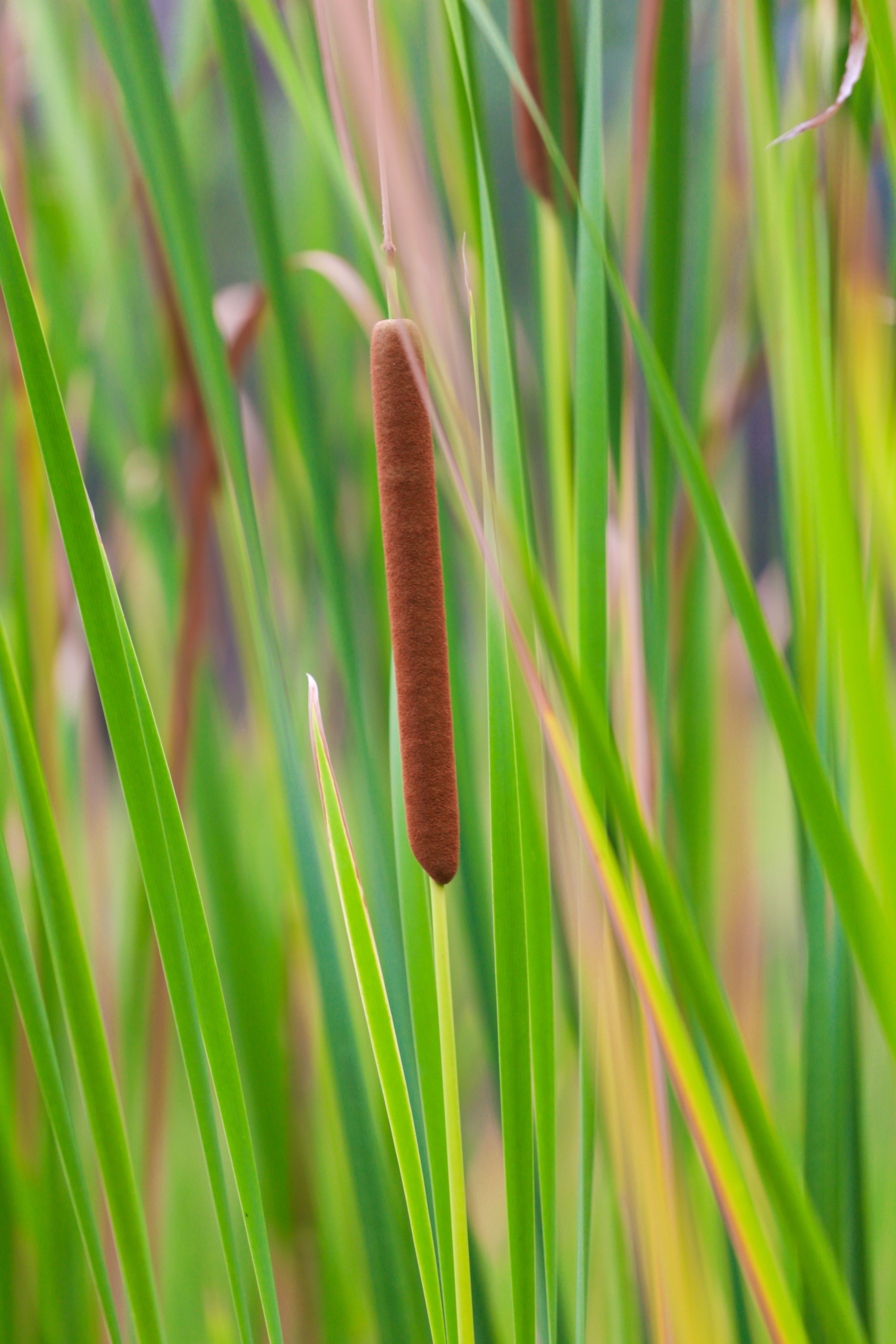 Long Ken Photos, Download The BEST Free Long Ken Stock Photos & HD Images
