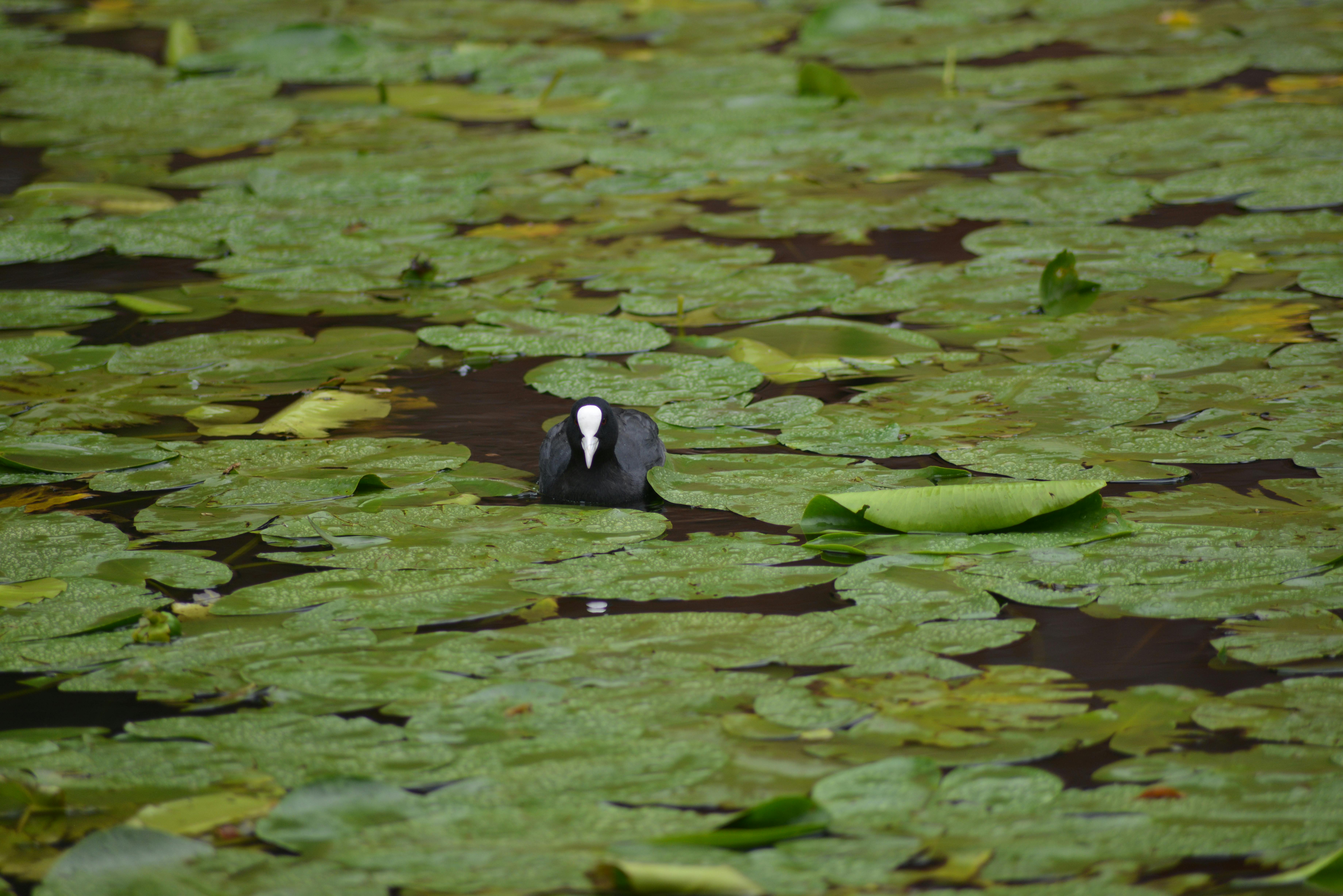Lily Duck Photos, Download The BEST Free Lily Duck Stock Photos & HD Images