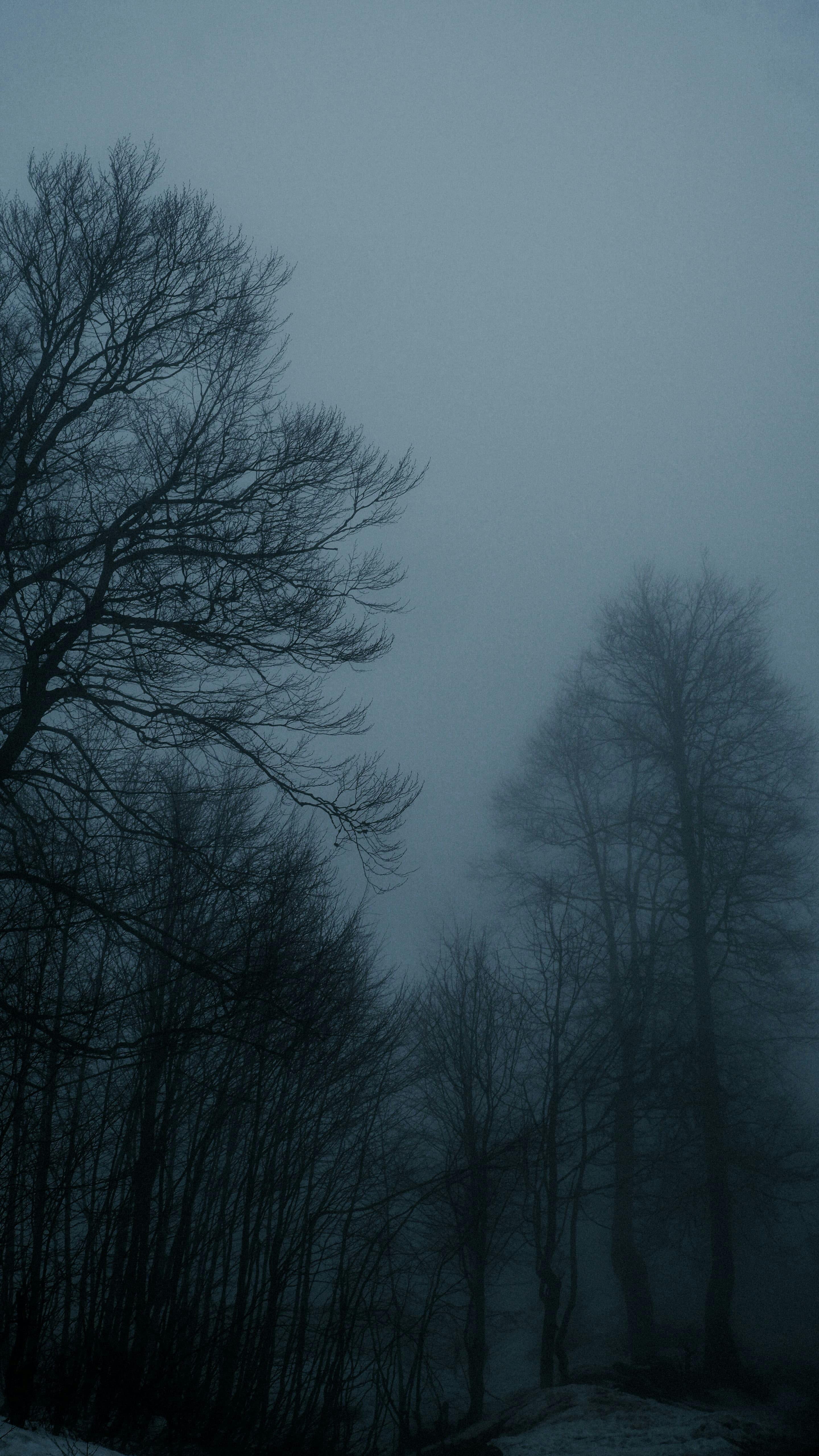 Gray Scale Photo of Trees · Free Stock Photo