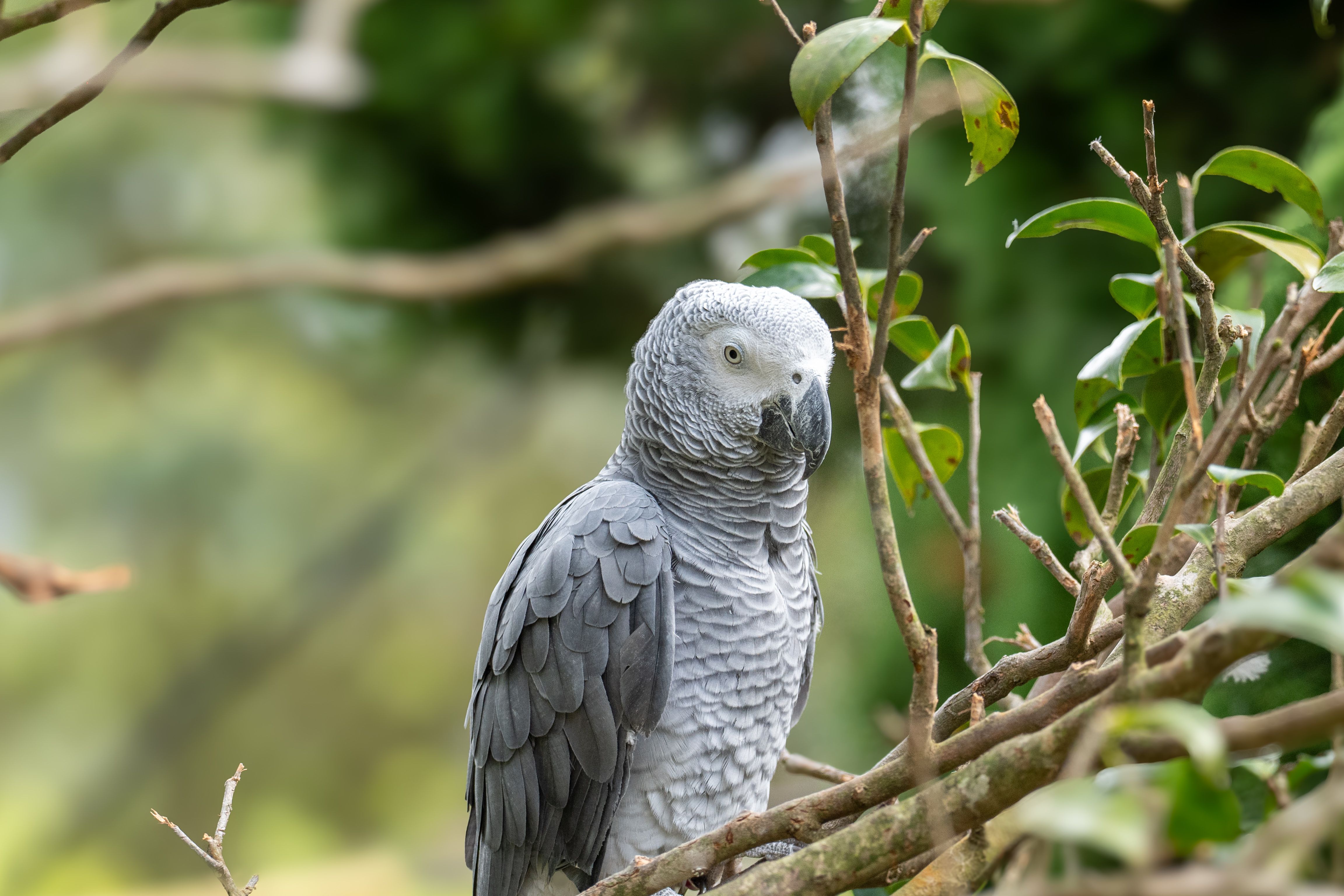 Grey Parrot in Nature · Free Stock Photo
